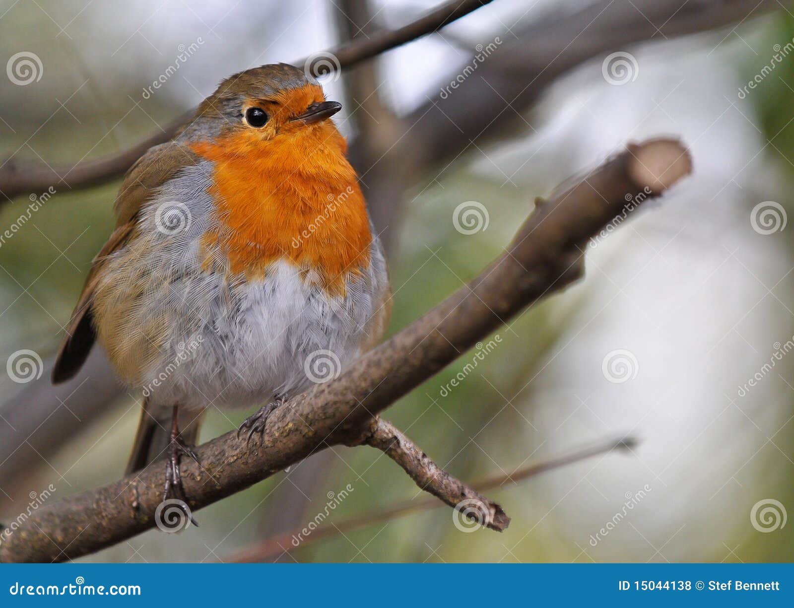 Robin stock photo. Image of nature, garden, berry, branches - 15044138