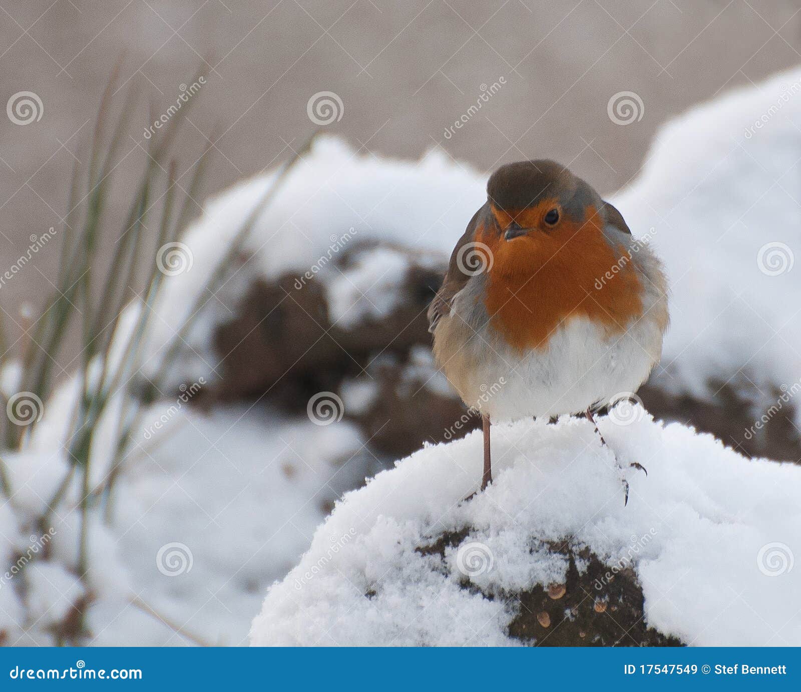 Robin stock image. Image of color, front, freezing, european - 17547549
