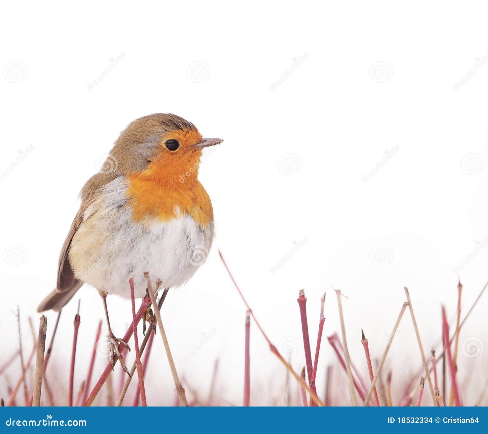 Robin stock photo. Image of head, bush, plumage, feather - 18532334