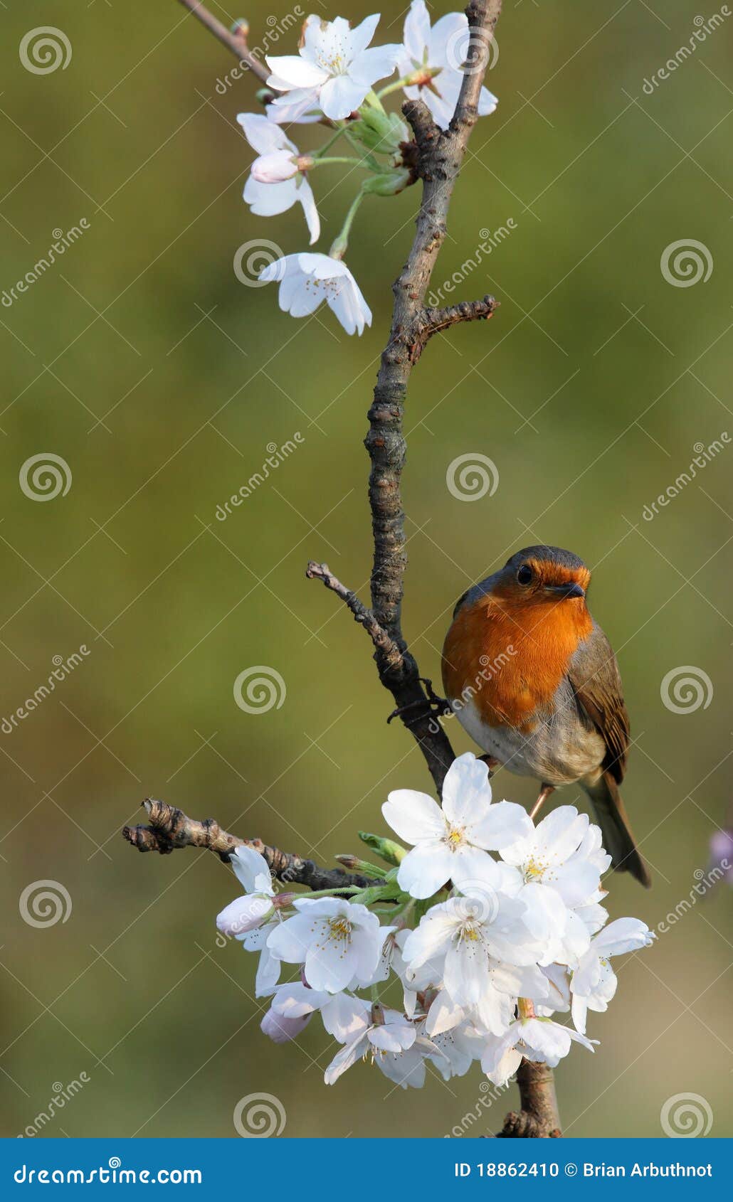 Robin. stock photo. Image of robins, flowers, bird, nature - 18862410