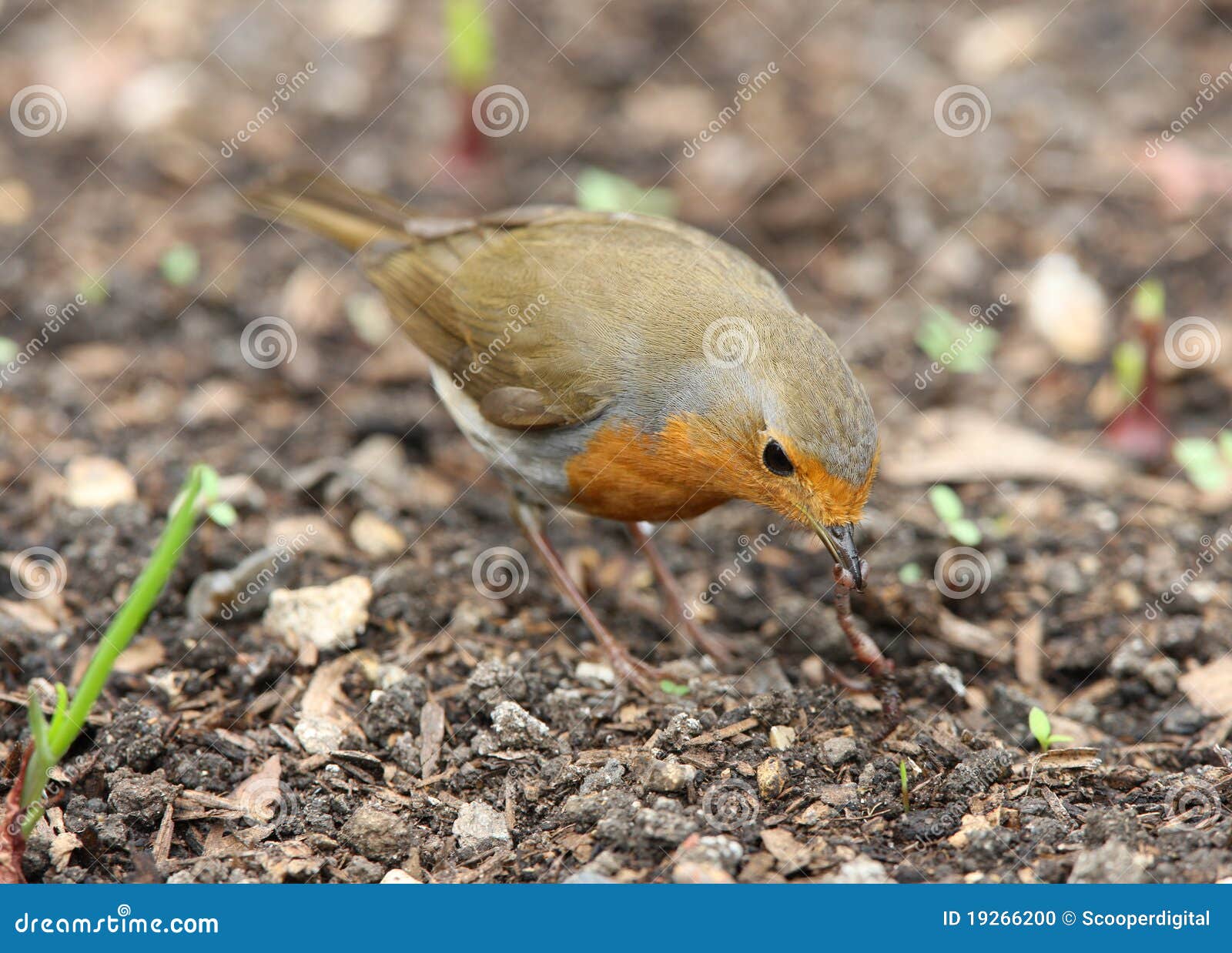 Robin stock photo. Image of sharp, friendly, close, bird - 19266200