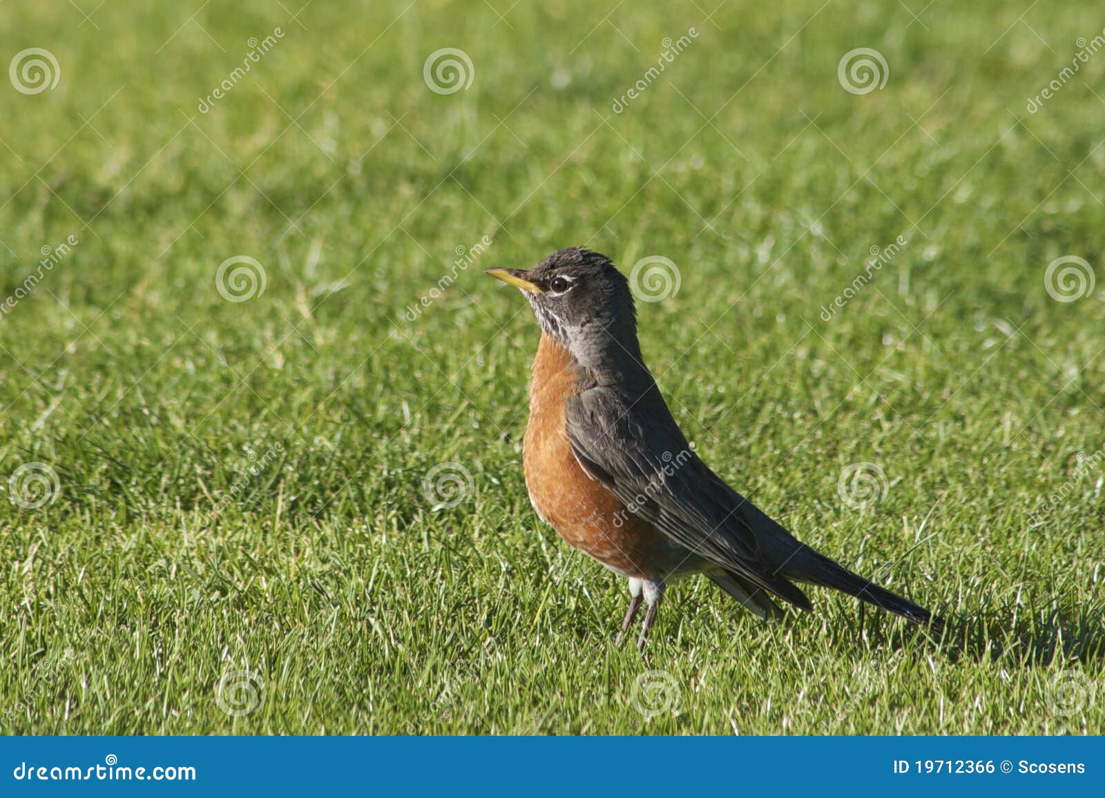 Robin stock photo. Image of search, robin, feather, ground - 19712366