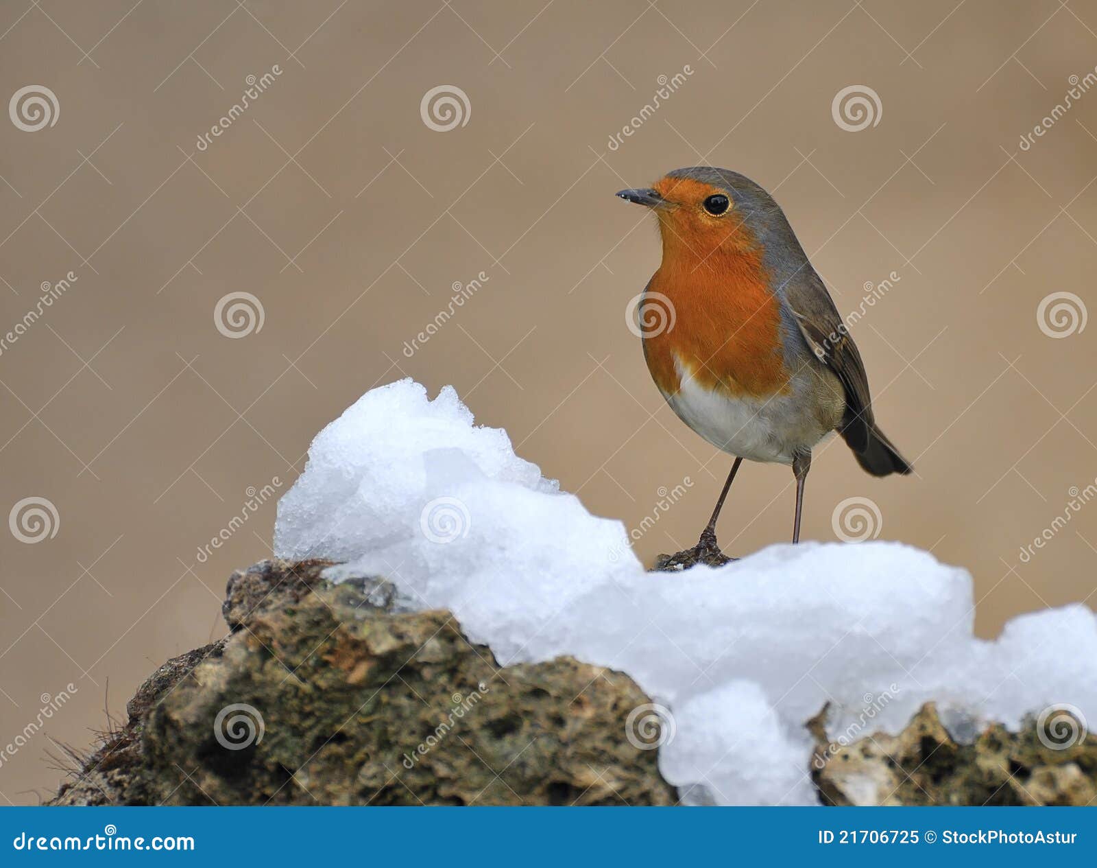 Robin. stock image. Image of robin, habitat, birds, biodiversity - 21706725
