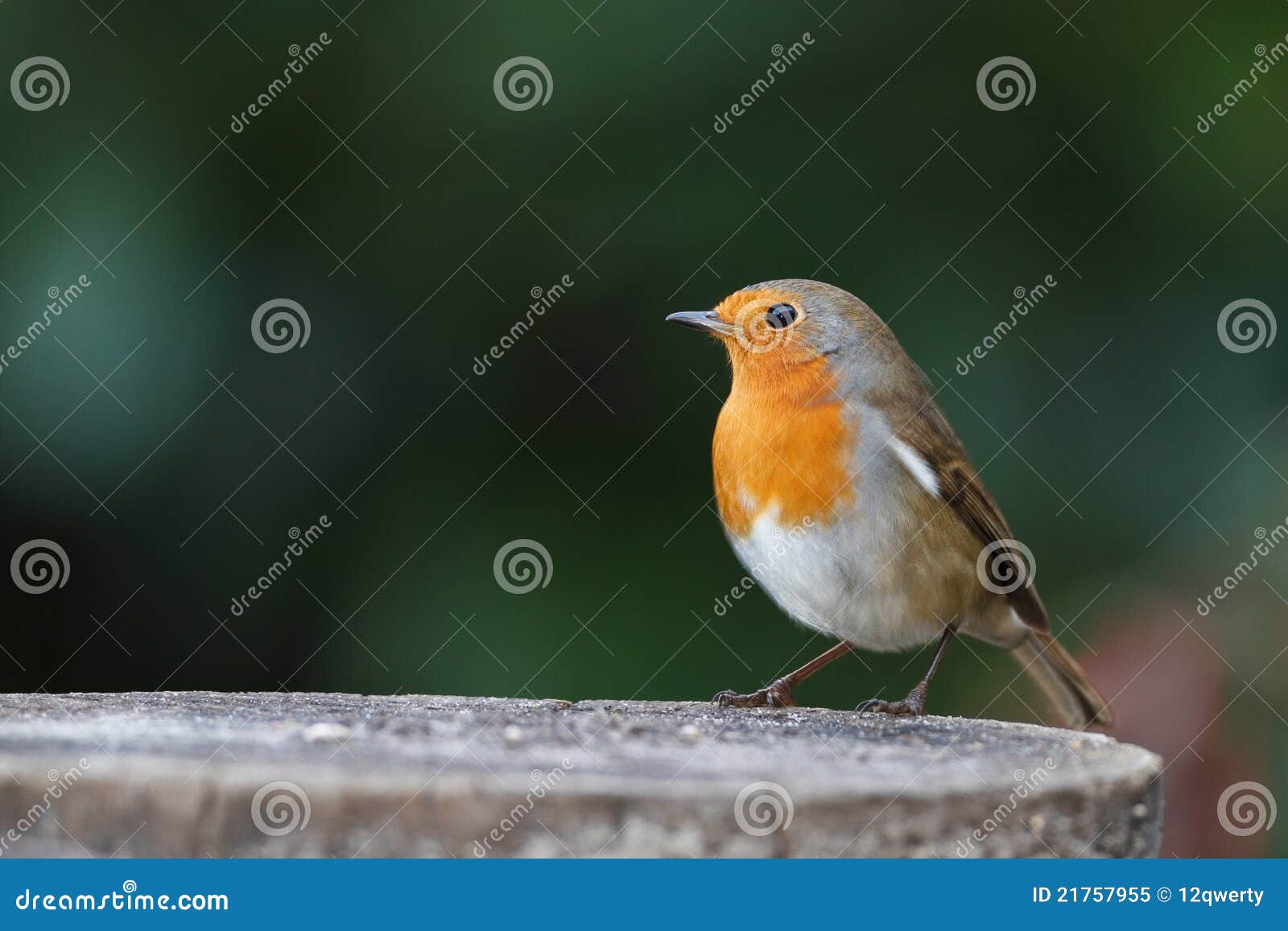 Robin stock image. Image of looking, animals, wings, wild - 21757955