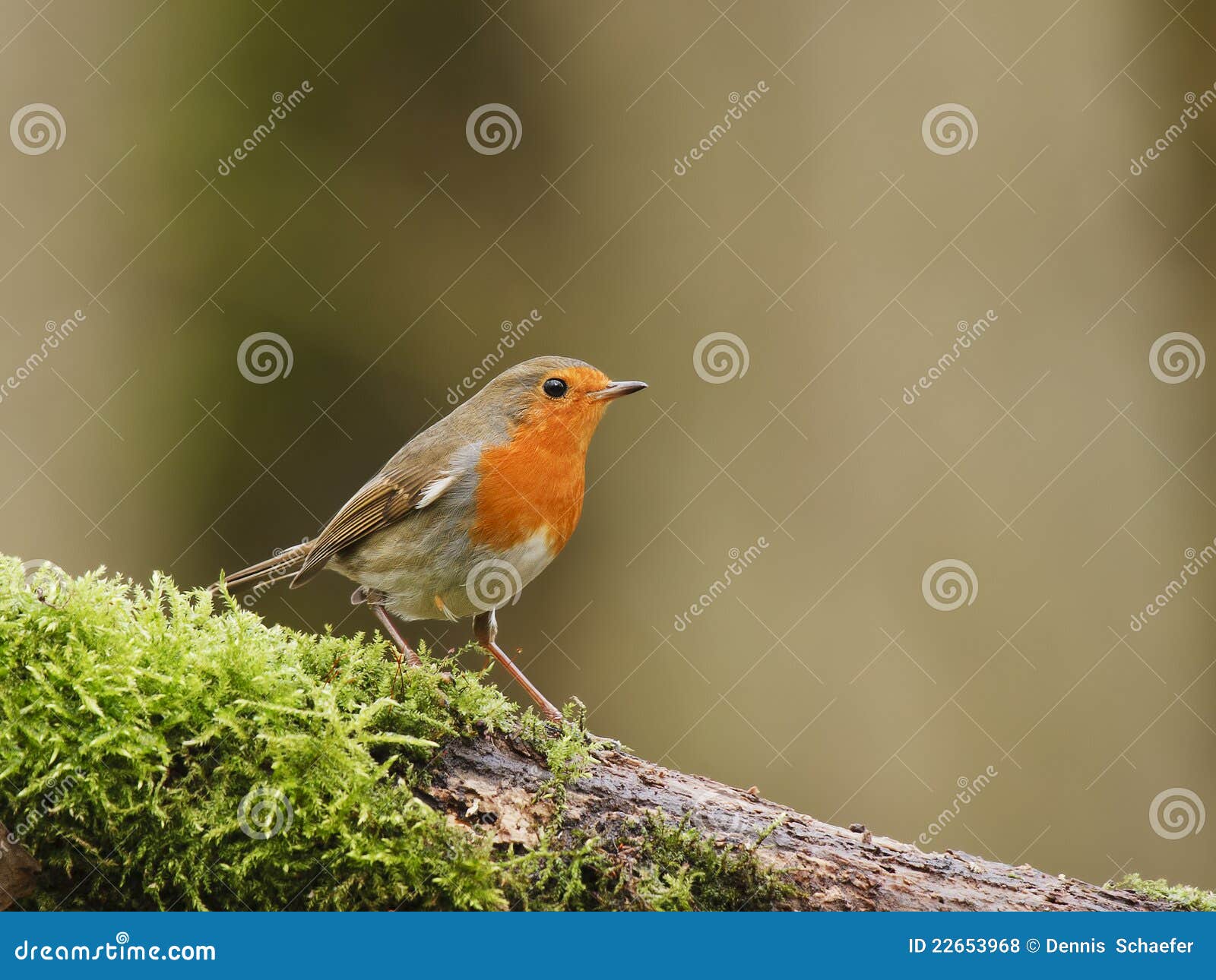 Robin stock photo. Image of brown, avian, feather, erithacus - 22653968