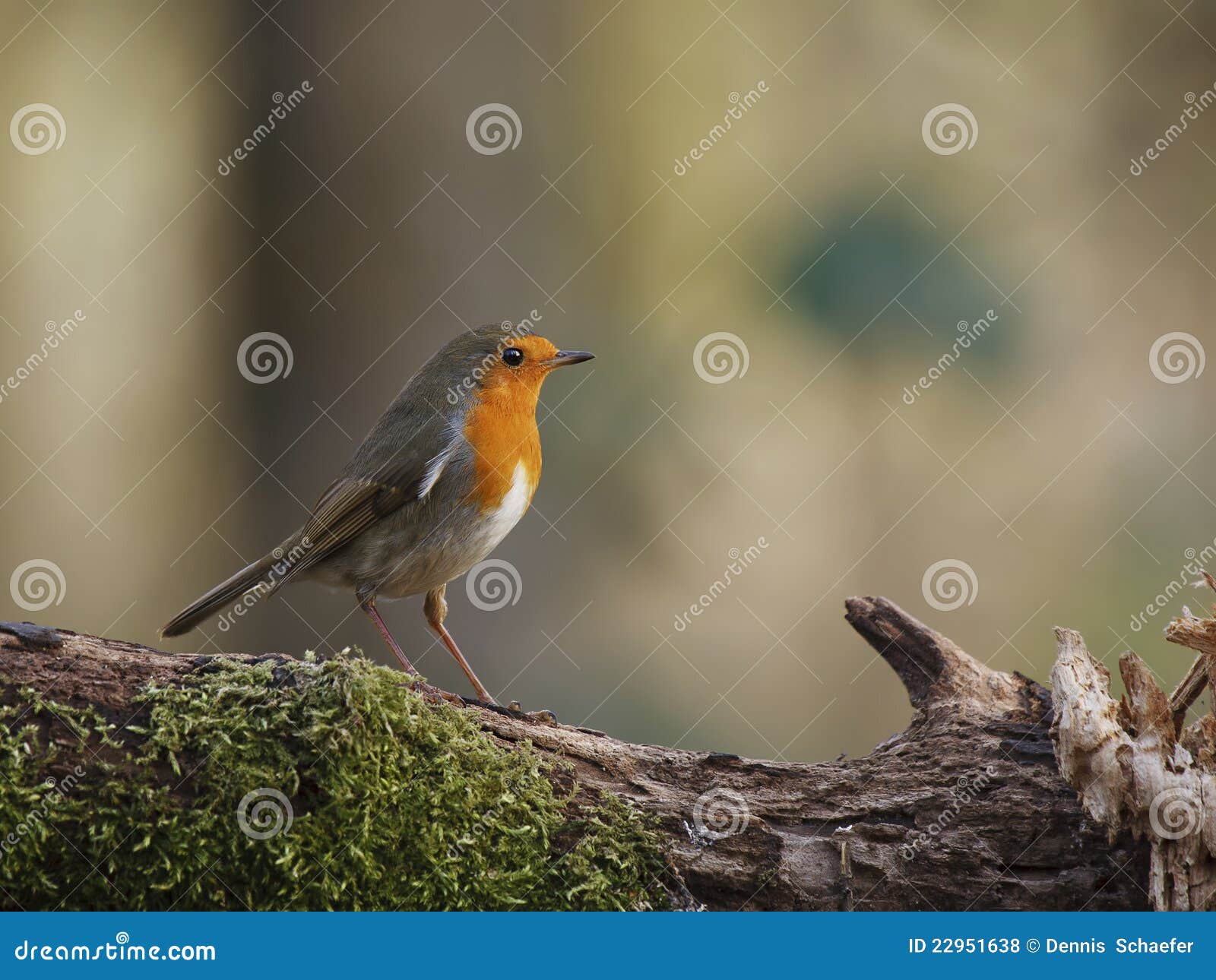 Robin stock photo. Image of beak, single, color, animal - 22951638