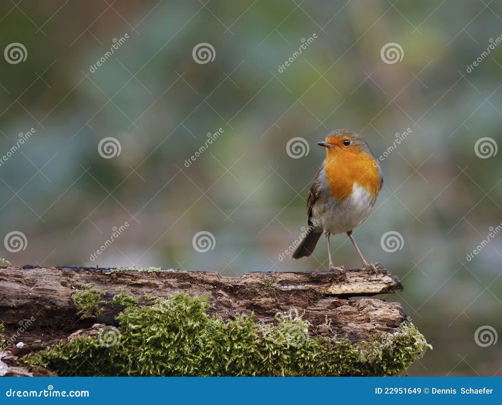 Robin stock image. Image of beak, single, observation - 22951649