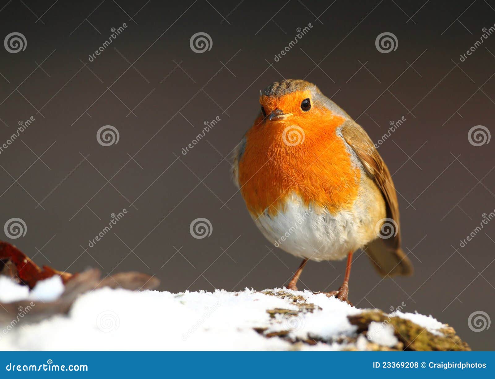 Robin stock photo. Image of frost, plumage, garden, birding - 23369208