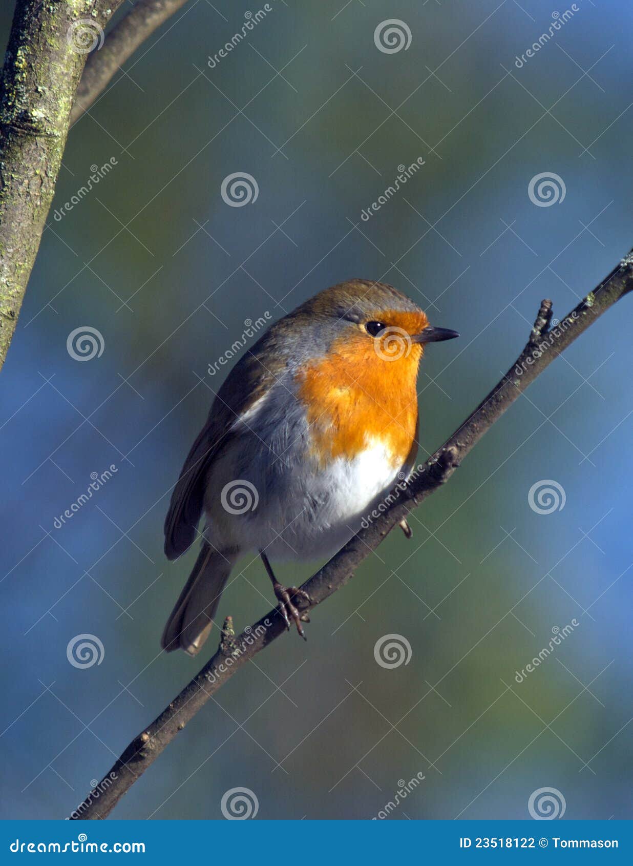 Robin stock photo. Image of perch, plumage, nature, robin - 23518122