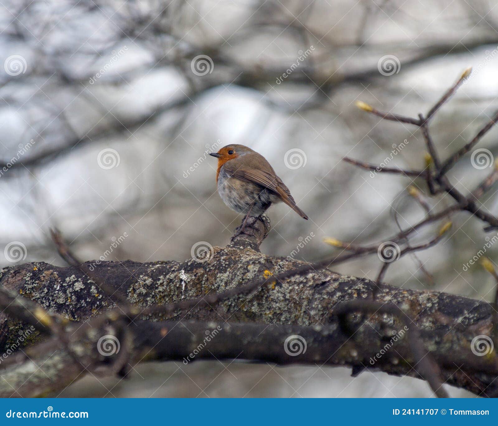 Robin stock image. Image of nature, friendly, plumage - 24141707
