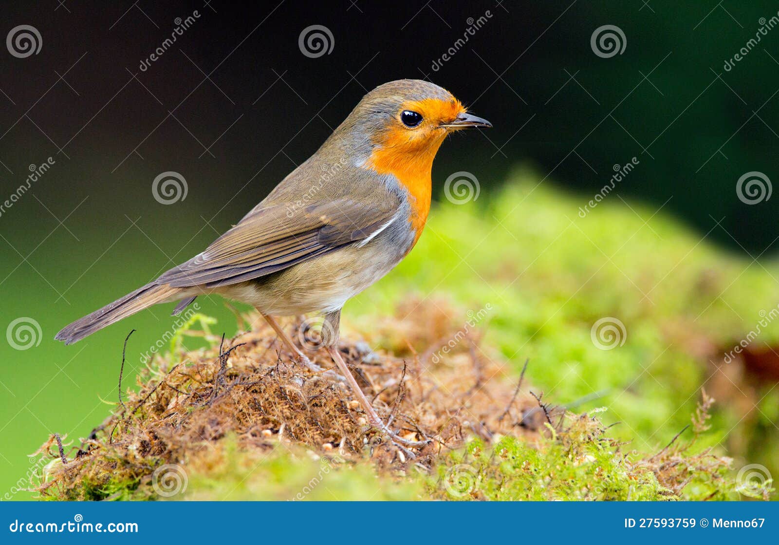 Robin stock image. Image of feather, robin, songbird - 27593759