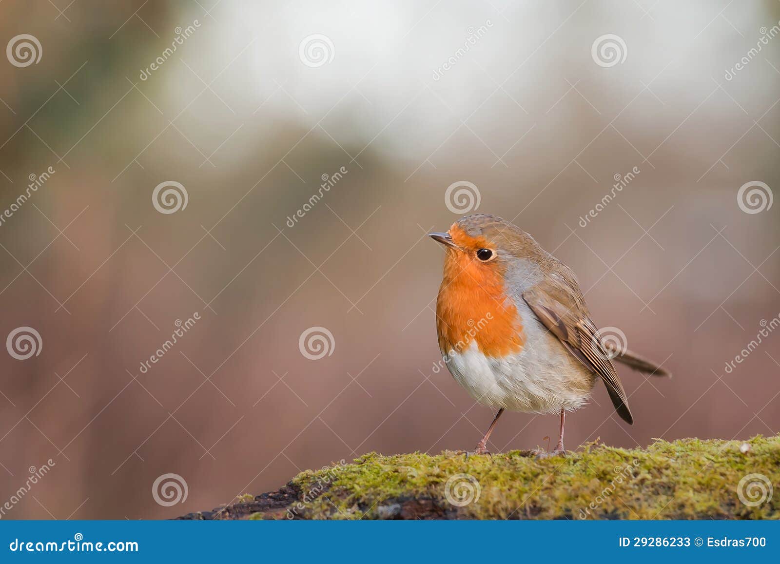 Robin image stock. Image du orange, ornithologie, propre - 29286233