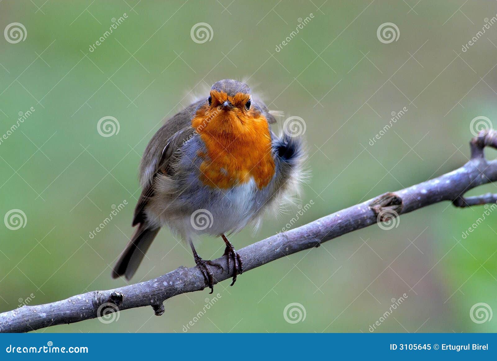 Robin stock image. Image of animal, feathers, nature, close - 3105645