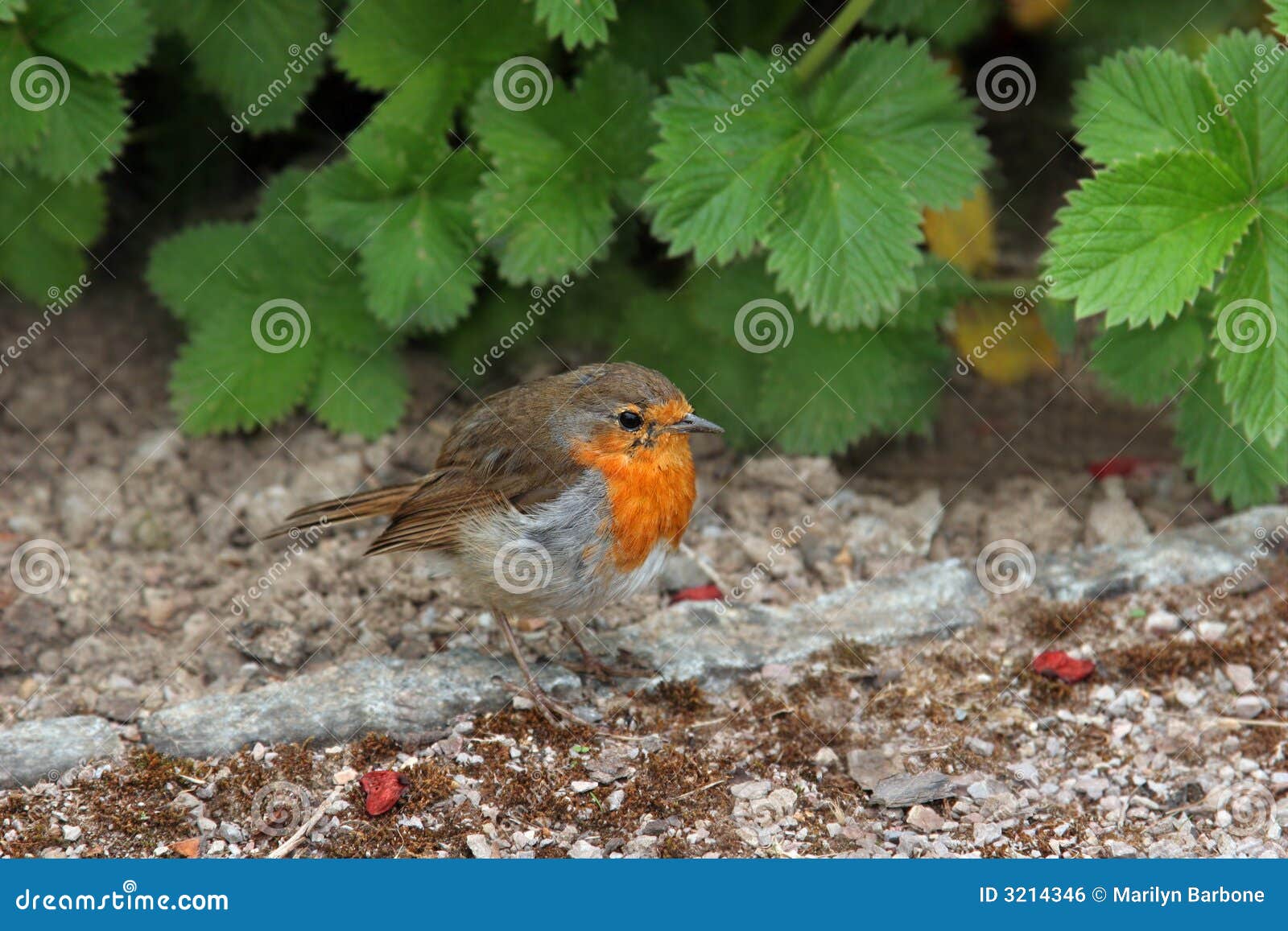 The Robin stock photo. Image of plumage, feather, fragile - 3214346