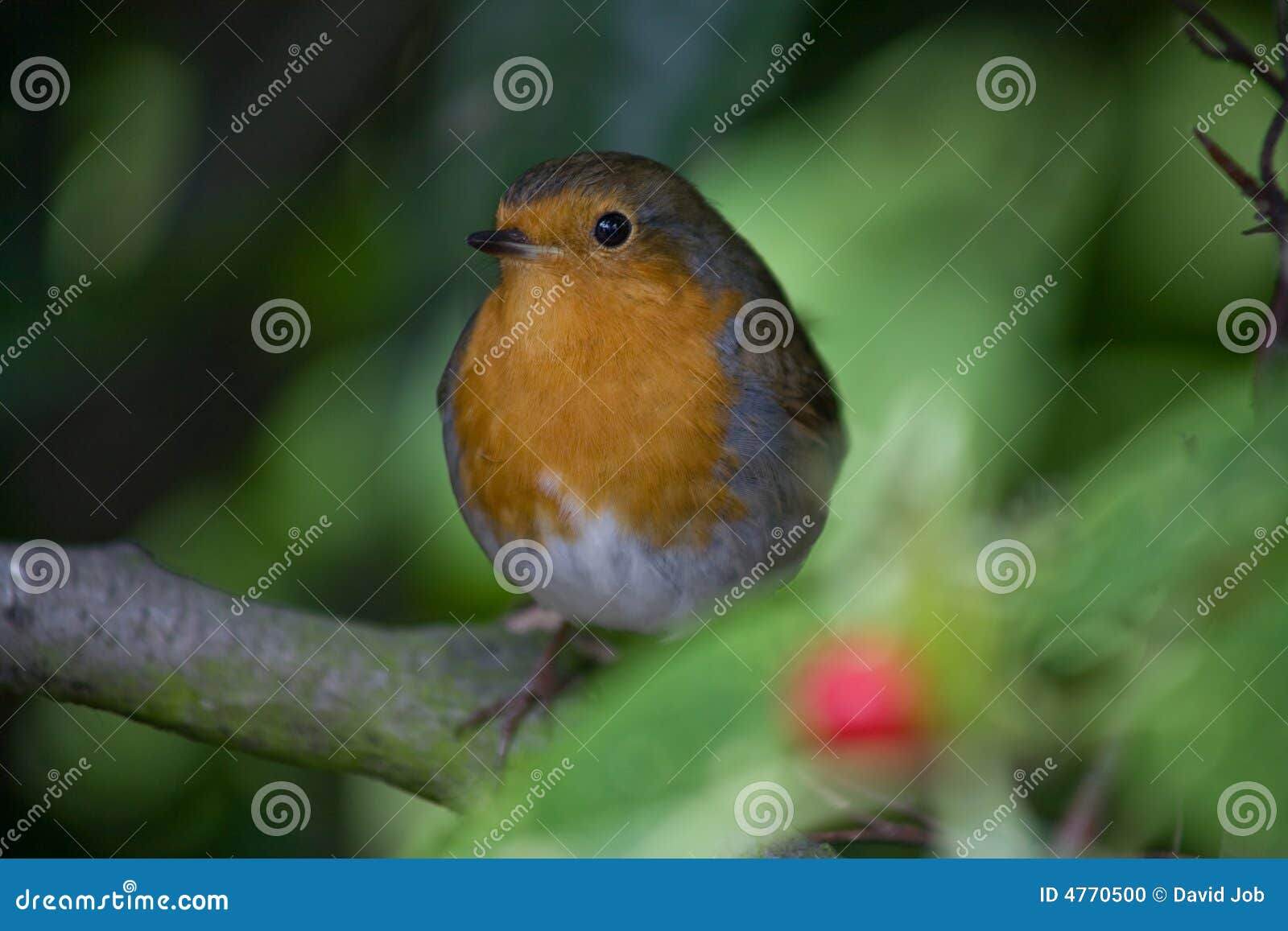 Robin stock photo. Image of small, tiny, endangered, robins - 4770500