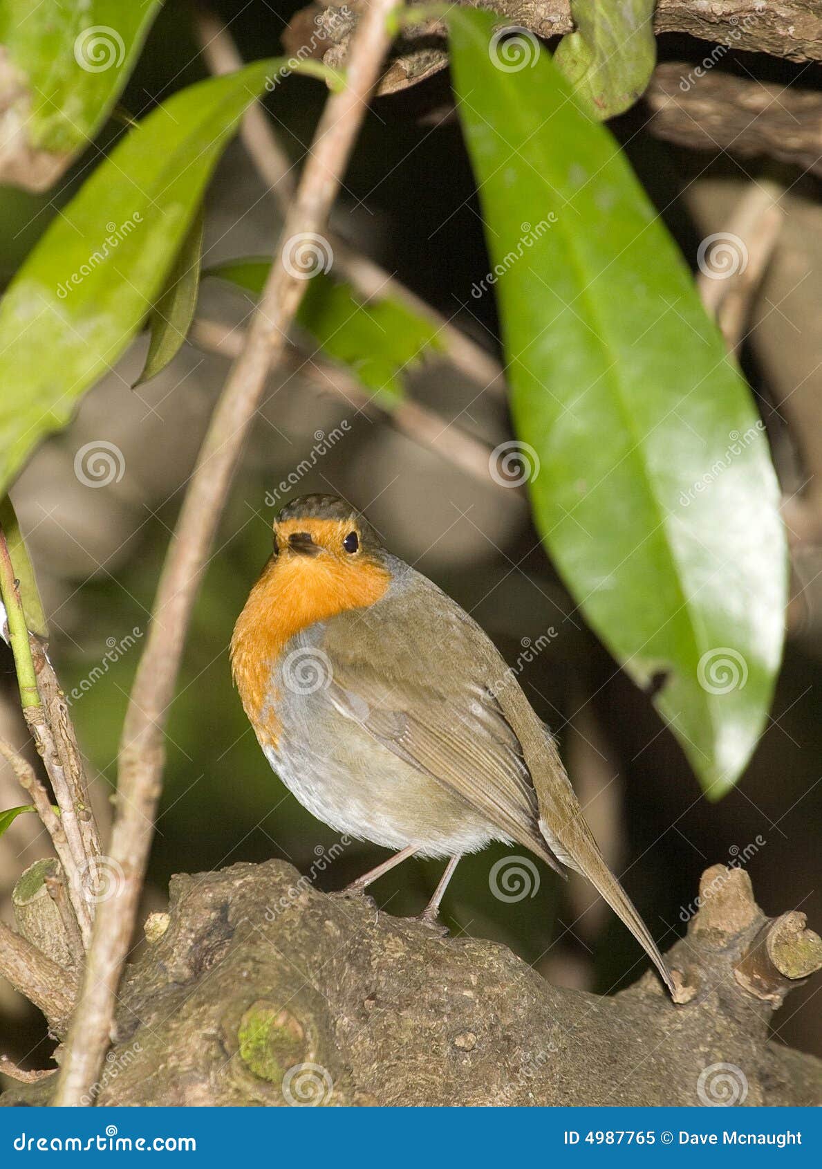 A robin stock image. Image of wings, wildlife, robin, animal - 4987765