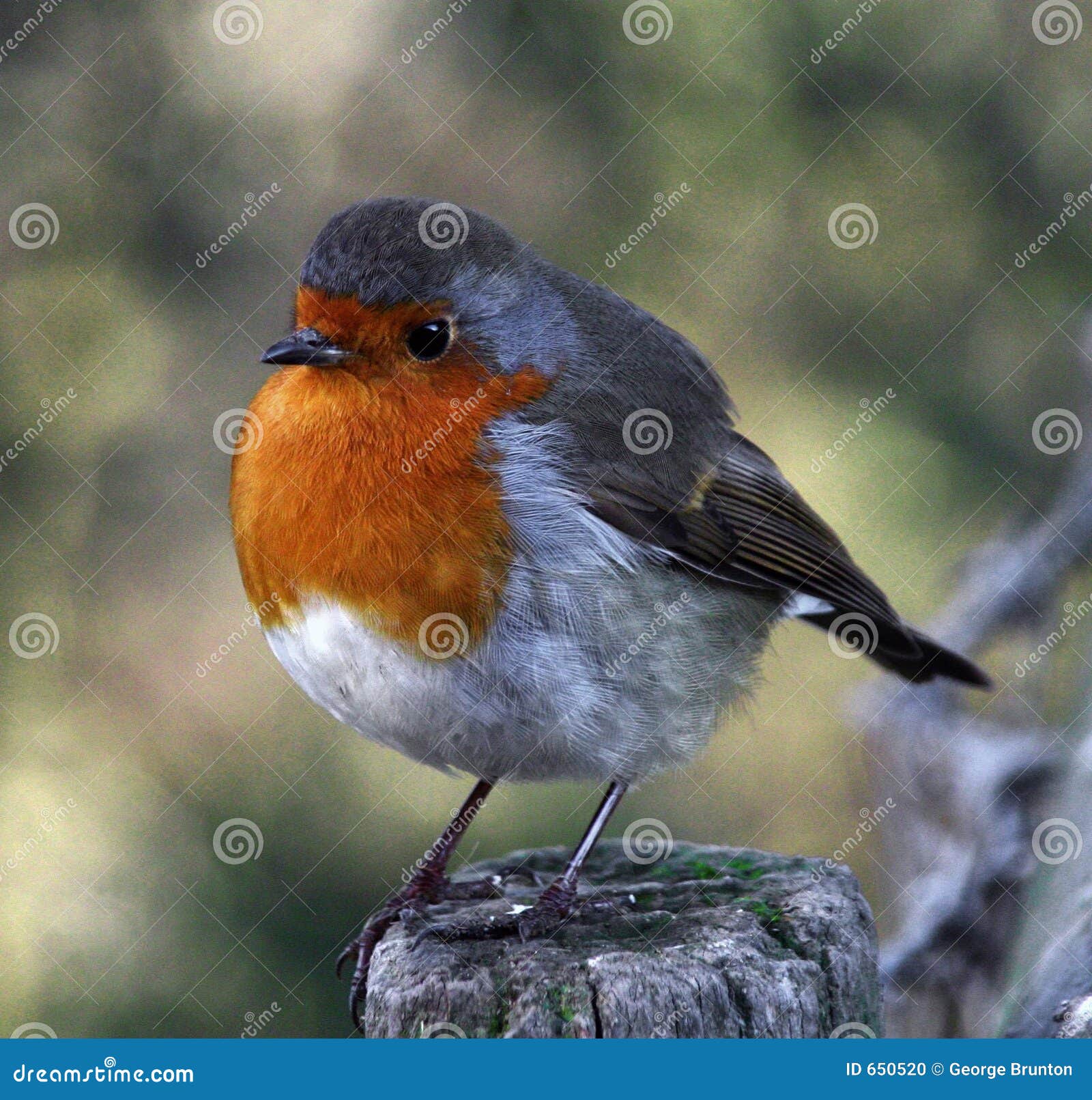 Robin stock photo. Image of small, bird, robby, winter - 650520