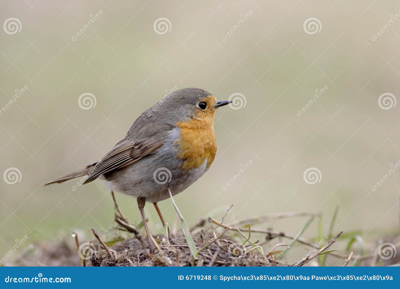 Robin stock photo. Image of robin, colors, branch, close - 6719248