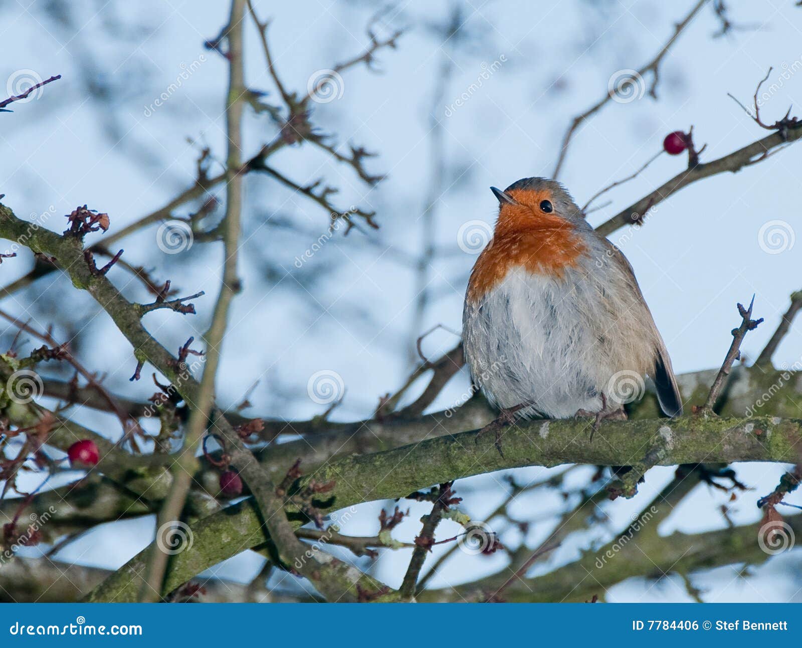 Robin stock photo. Image of cute, beak, foreground, bird - 7784406