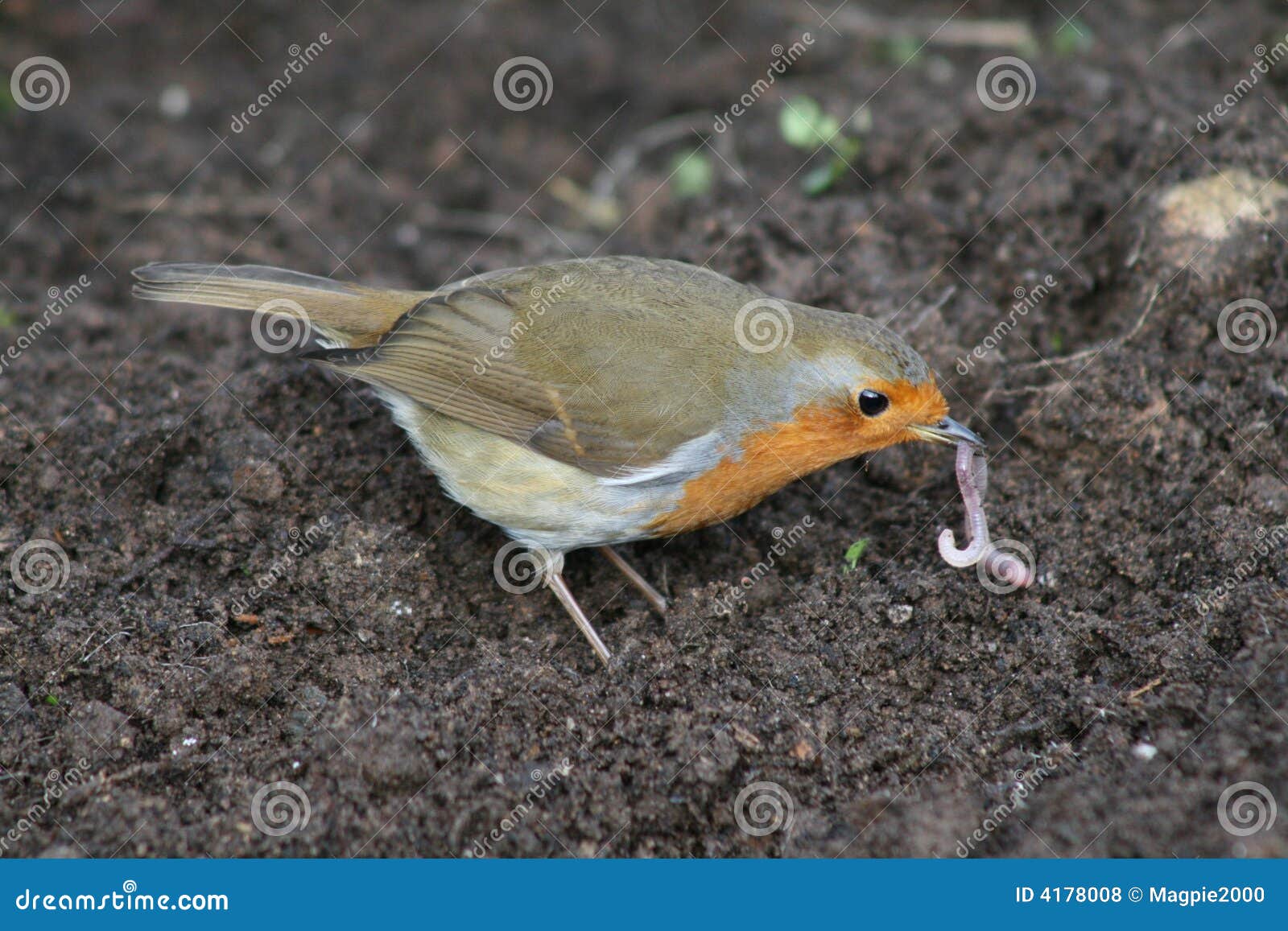 Robin #8 stock photo. Image of feeding, hedge, wings, bird - 4178008