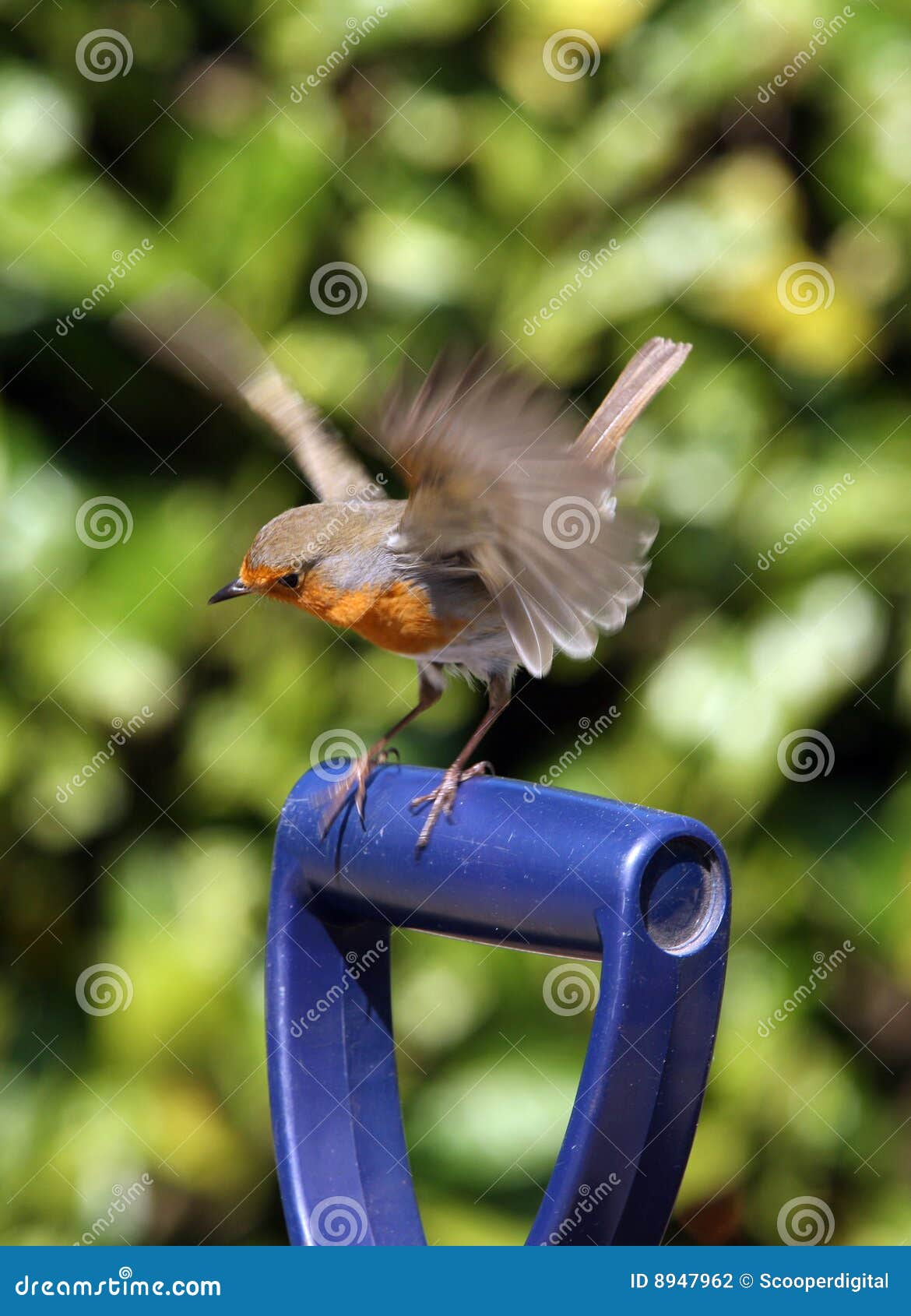 Robin stock photo. Image of close, feathers, song, brown - 8947962