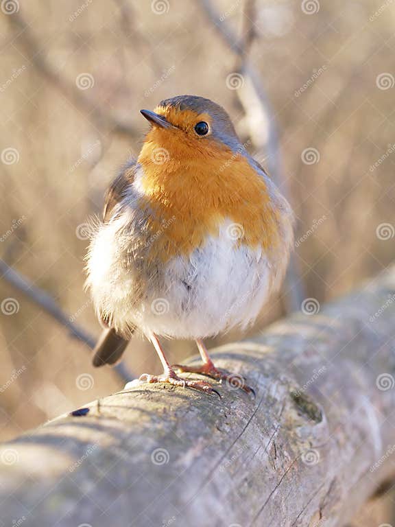 Robin stock photo. Image of field, close, orange, robin - 9082824