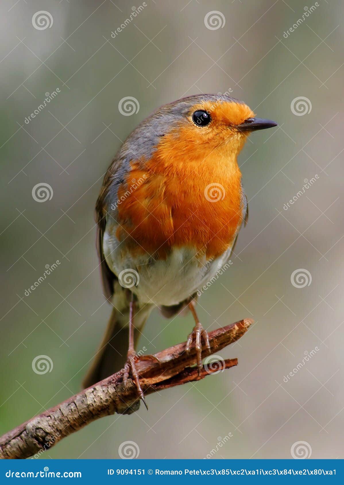 Robin stock image. Image of look, spring, tail, ornitology - 9094151