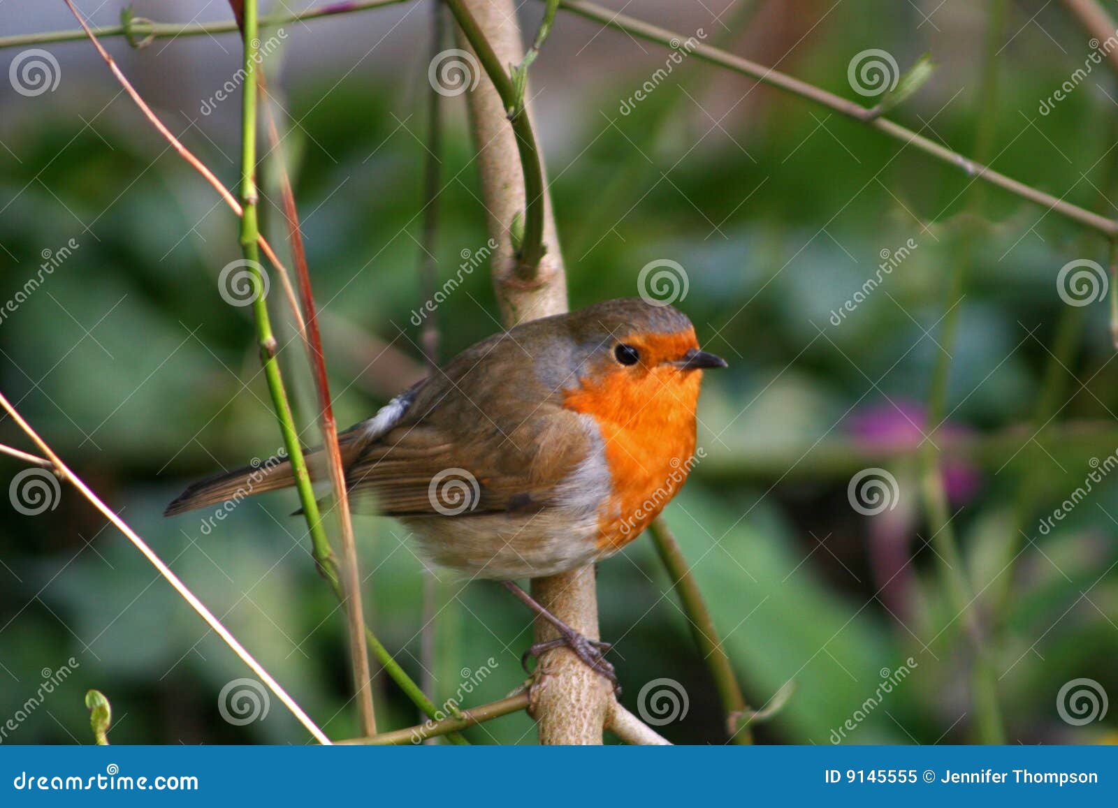 Robin stock image. Image of robin, wing, rubecula, nature - 9145555