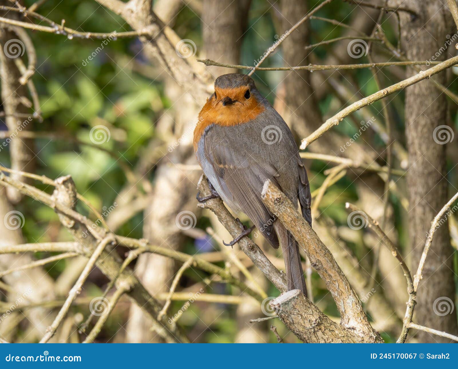Robin Aka Erithacus Rubecula Closeup and Detailed, by Hedge. Looking at ...