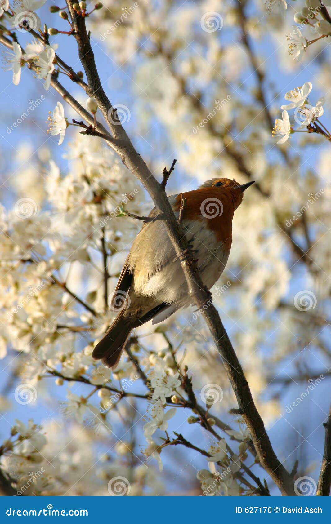 Robin amongst blossom stock photo. Image of tree, season - 627170