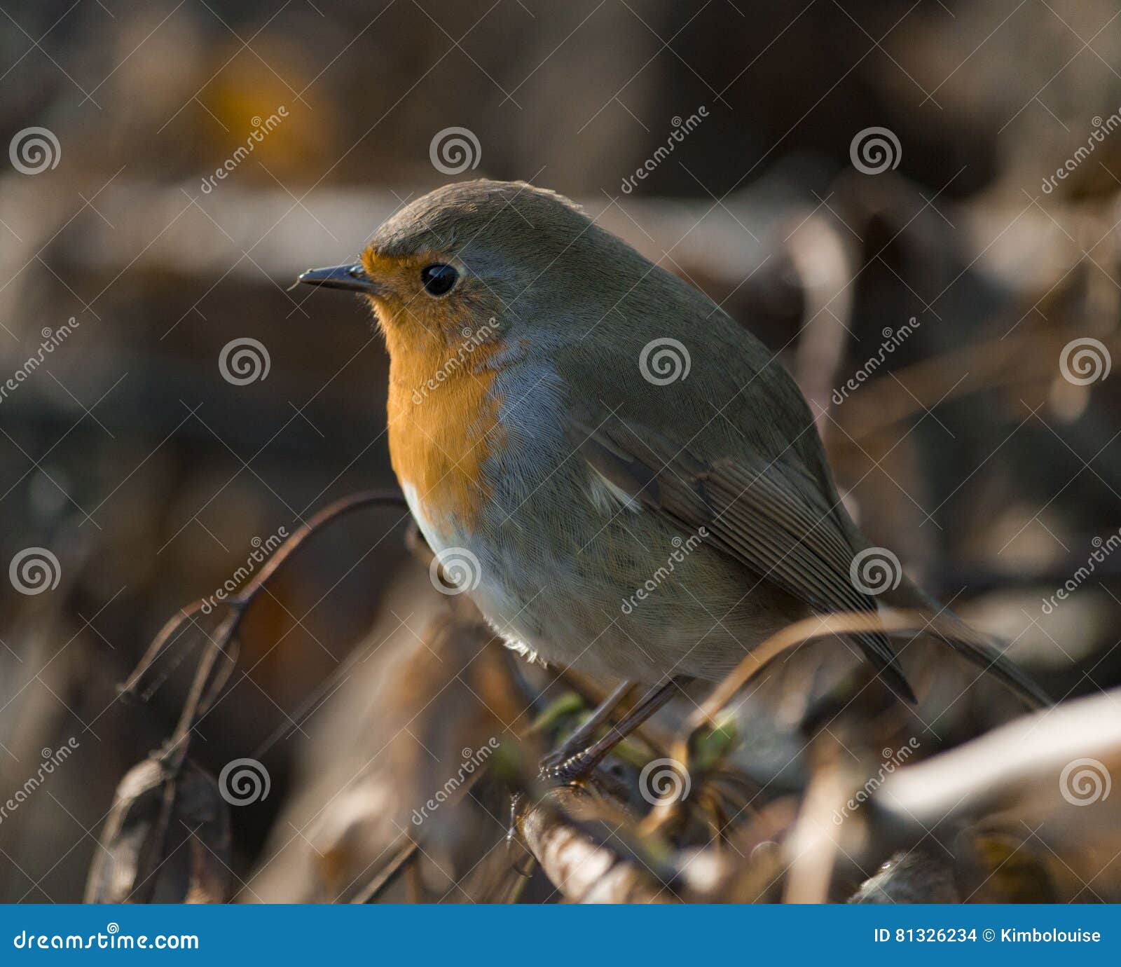 Robin in Autumn stock photo. Image of tree, london, branch - 81326234