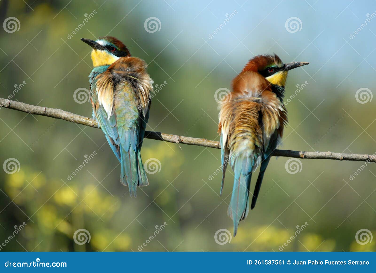 Robin in Autumn in the Field Stock Image - Image of booted, flowers ...