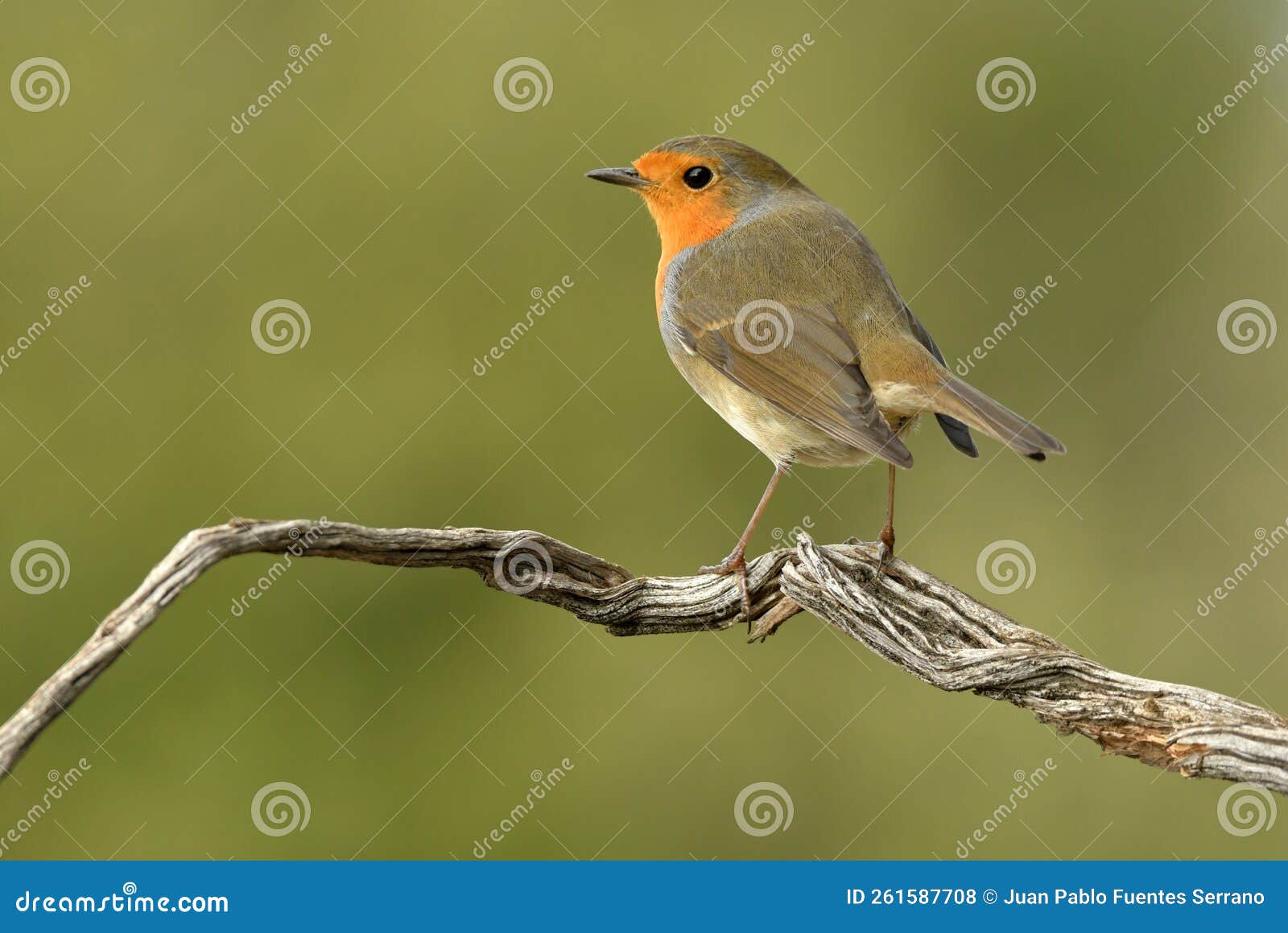 Robin in Autumn in the Field Stock Photo - Image of autumn, flying ...