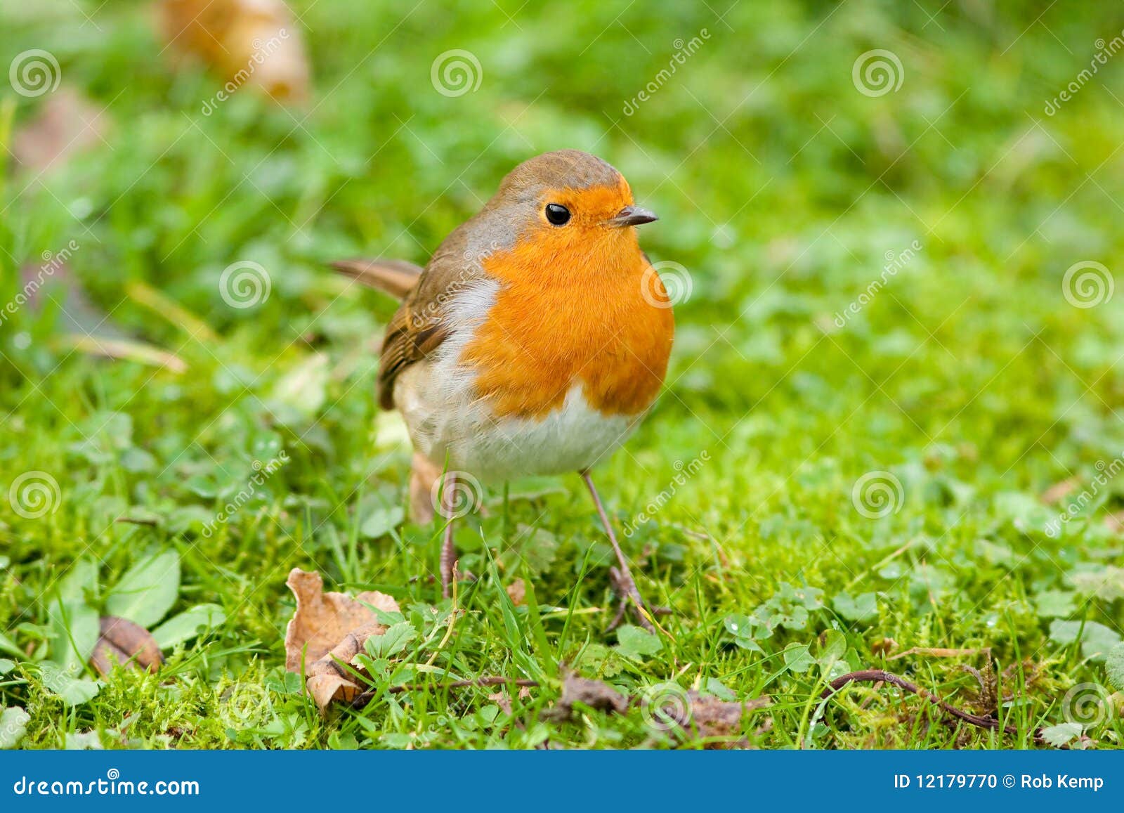 Robin on Autumn Grass stock photo. Image of erithacus - 12179770