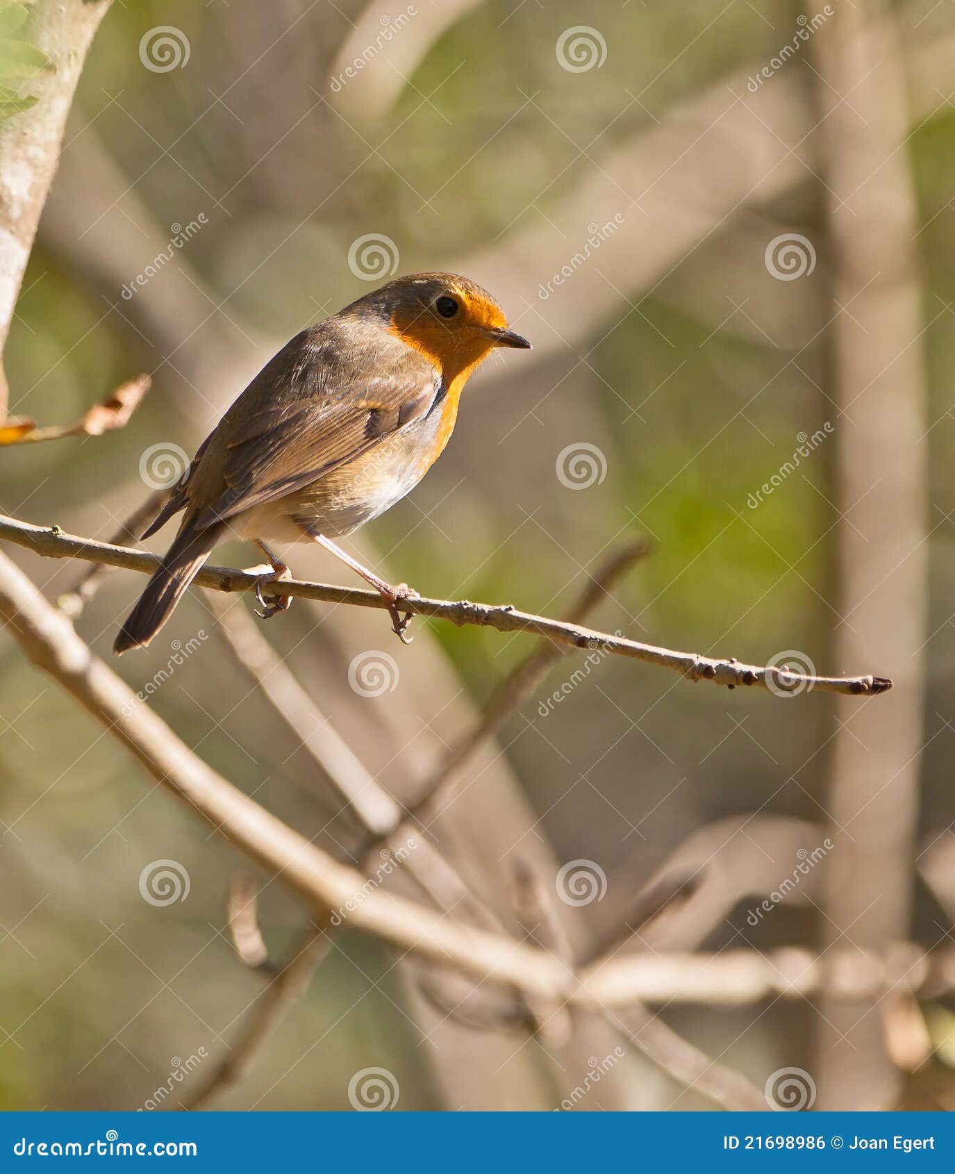 A Robin in the autumn sun stock photo. Image of migration - 21698986