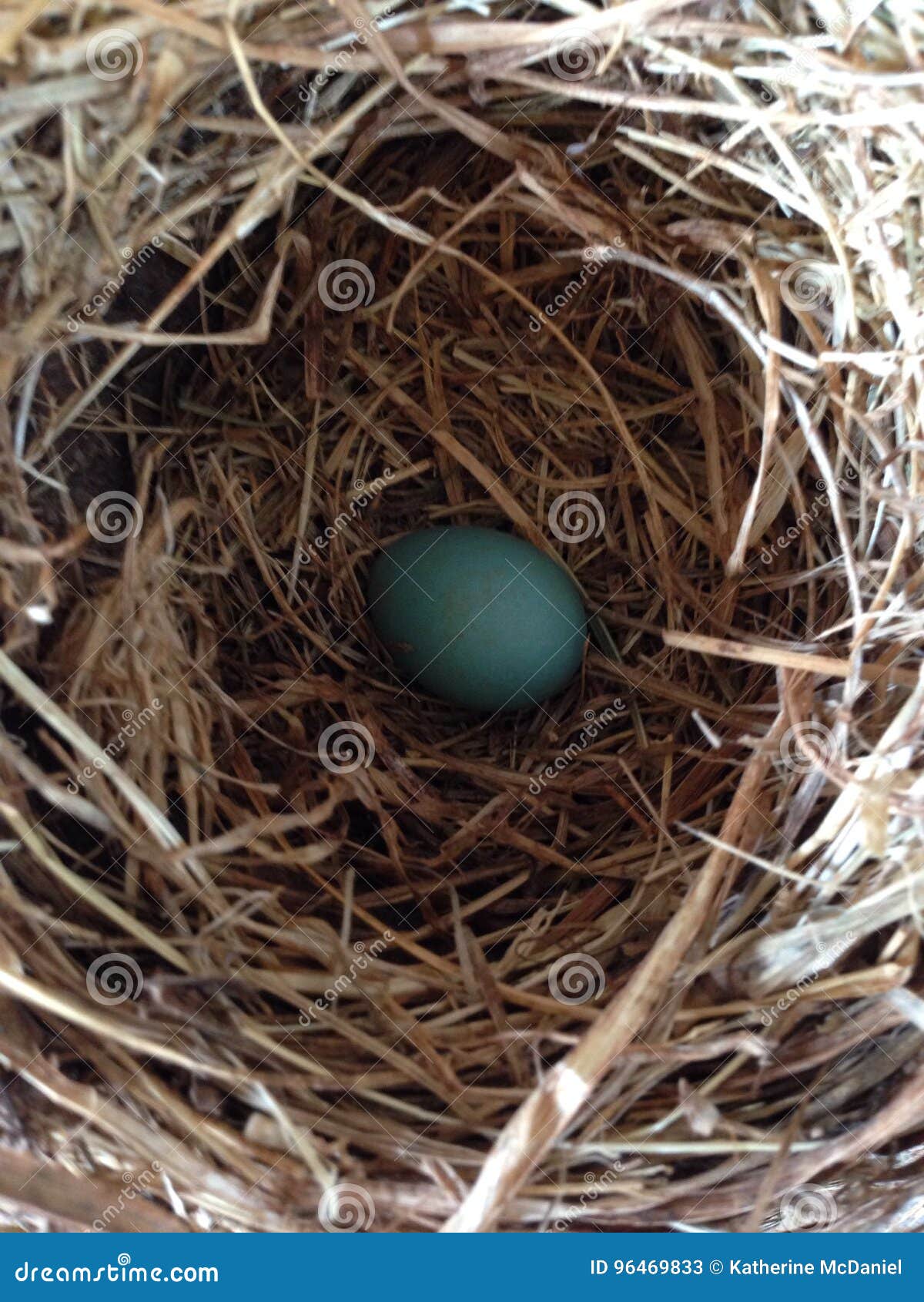 Robin& Azul X27; Huevo De S Imagen de archivo - Imagen de bebé, teal ...