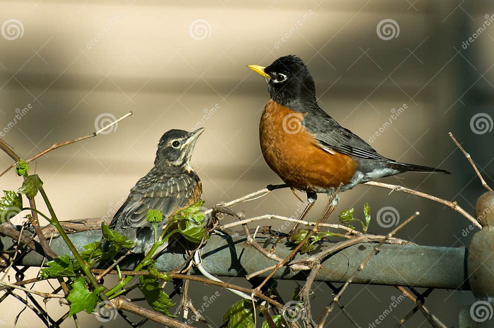 Robin and baby fledgling stock photo. Image of robins - 9402206