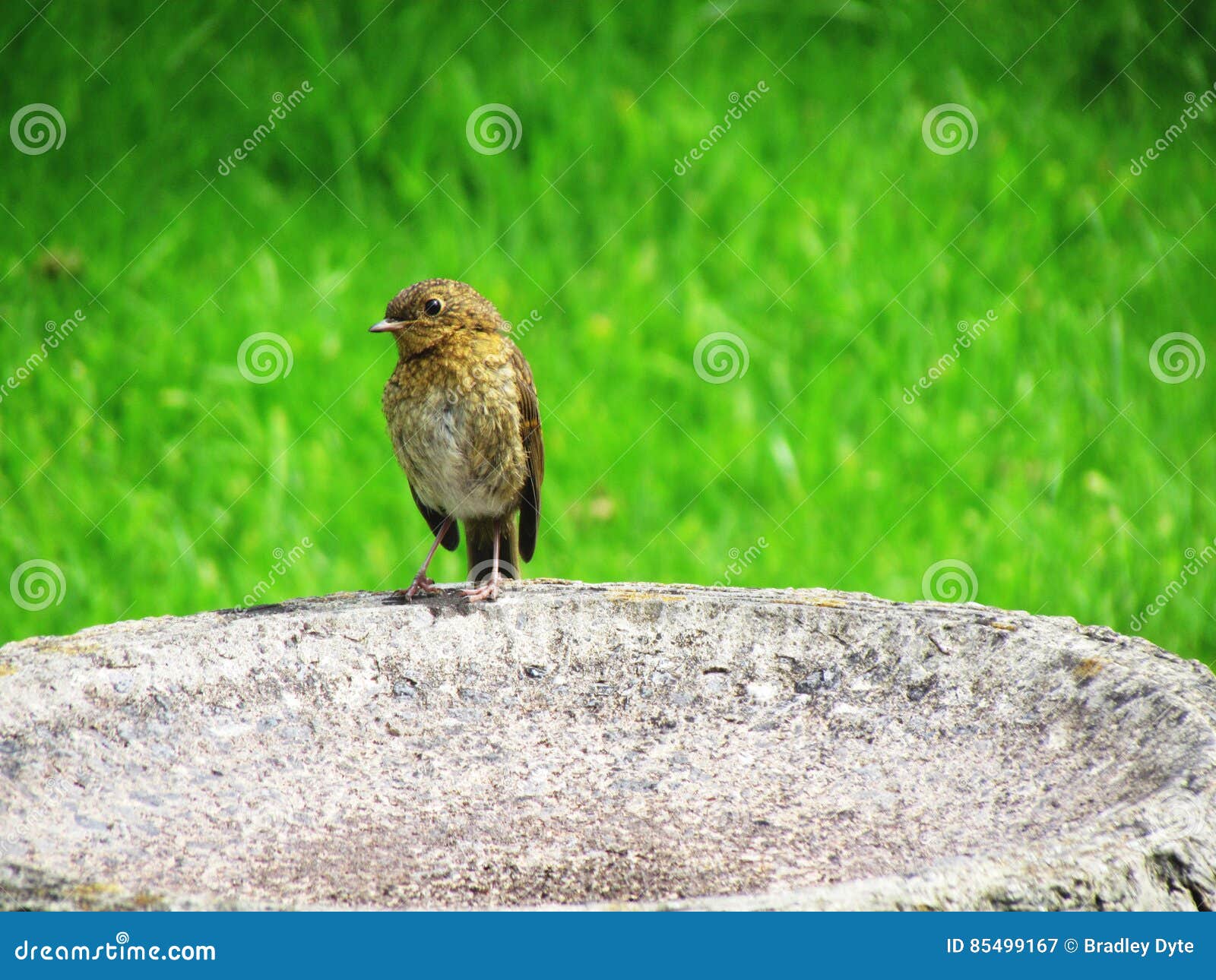 Robin on Bath stock image. Image of stone, sunny, grass - 85499167