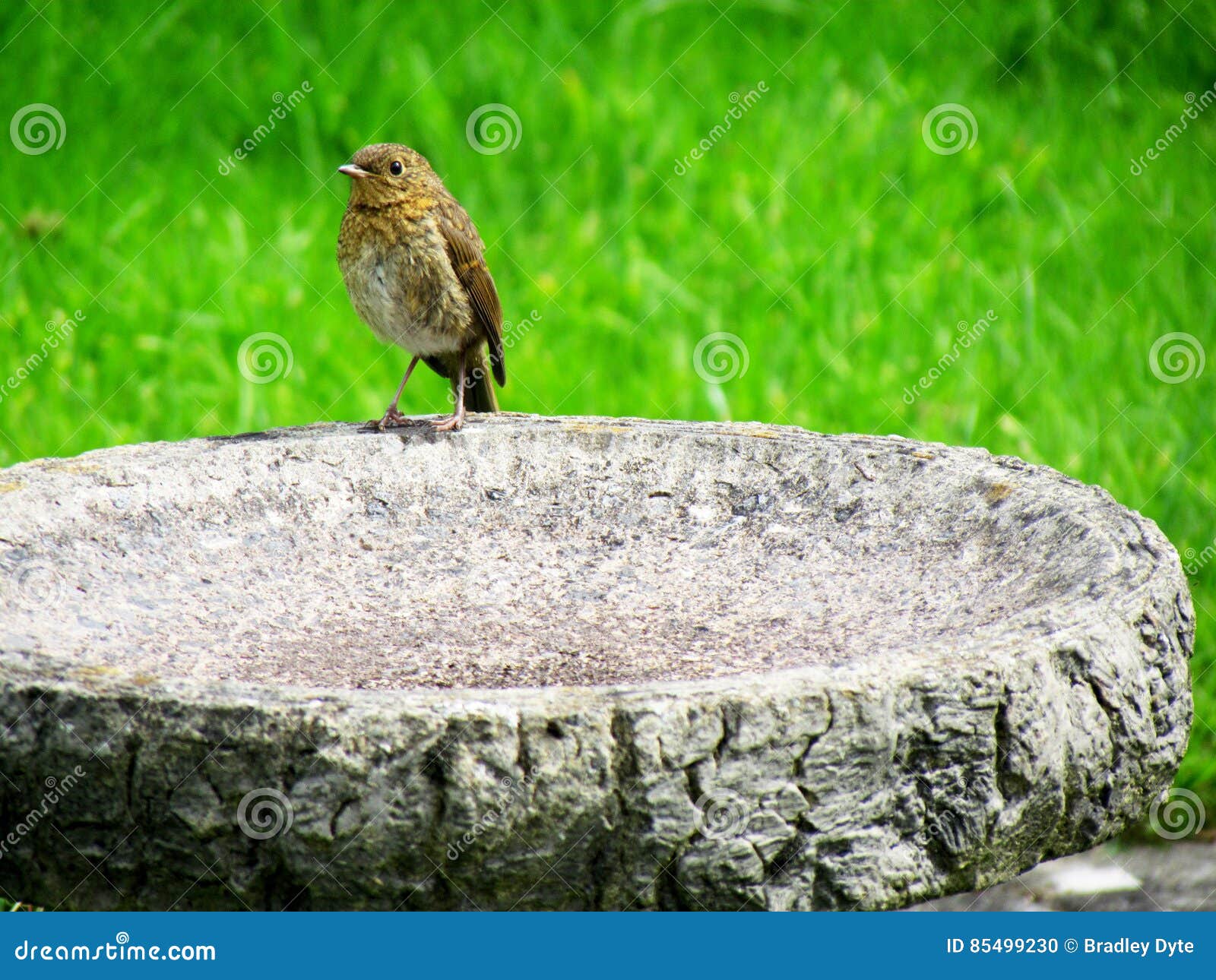 Robin on Bath stock photo. Image of grass, bath, animal - 85499230