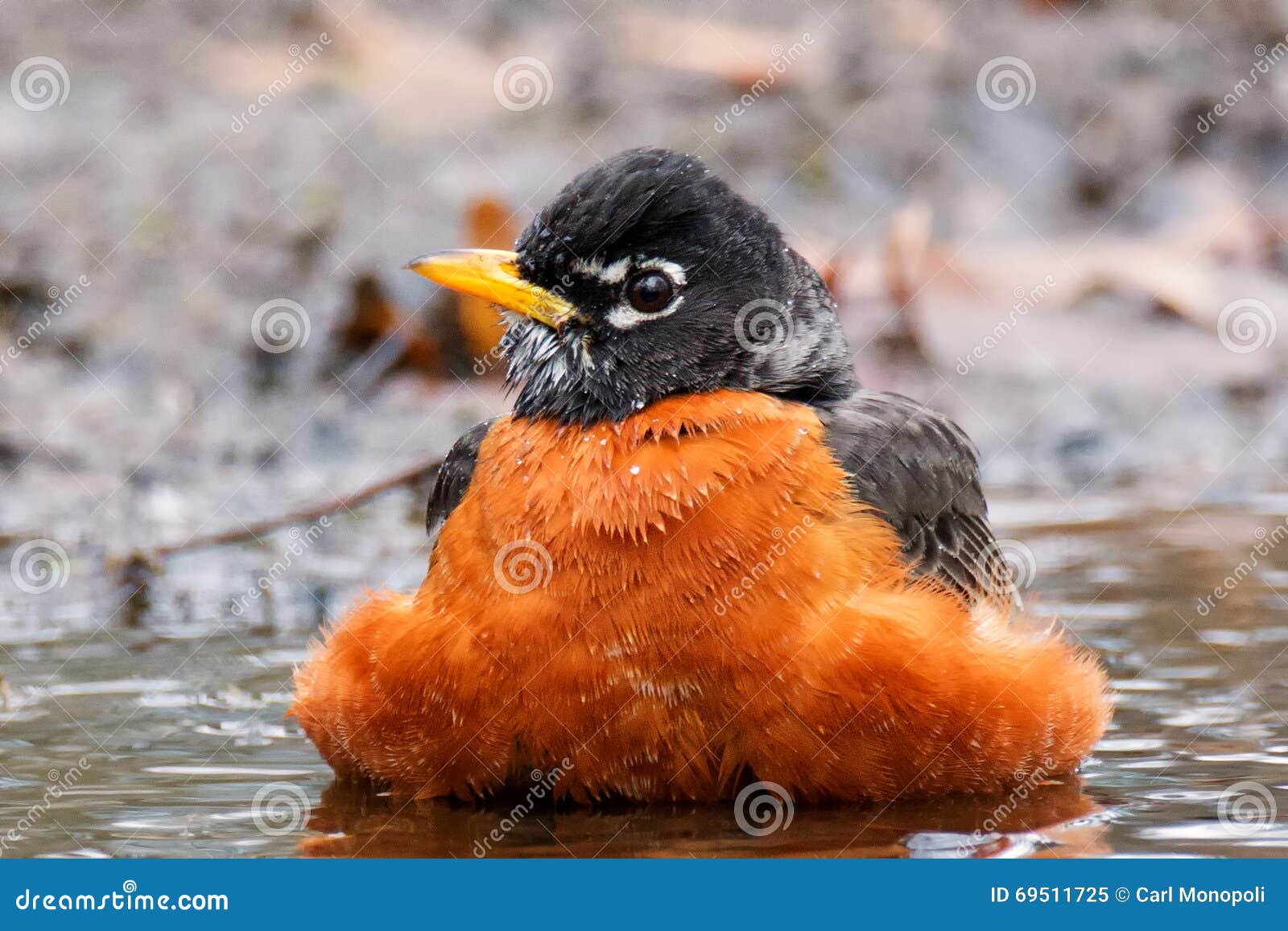 Robin bath stock image. Image of orange, cute, looking - 69511725