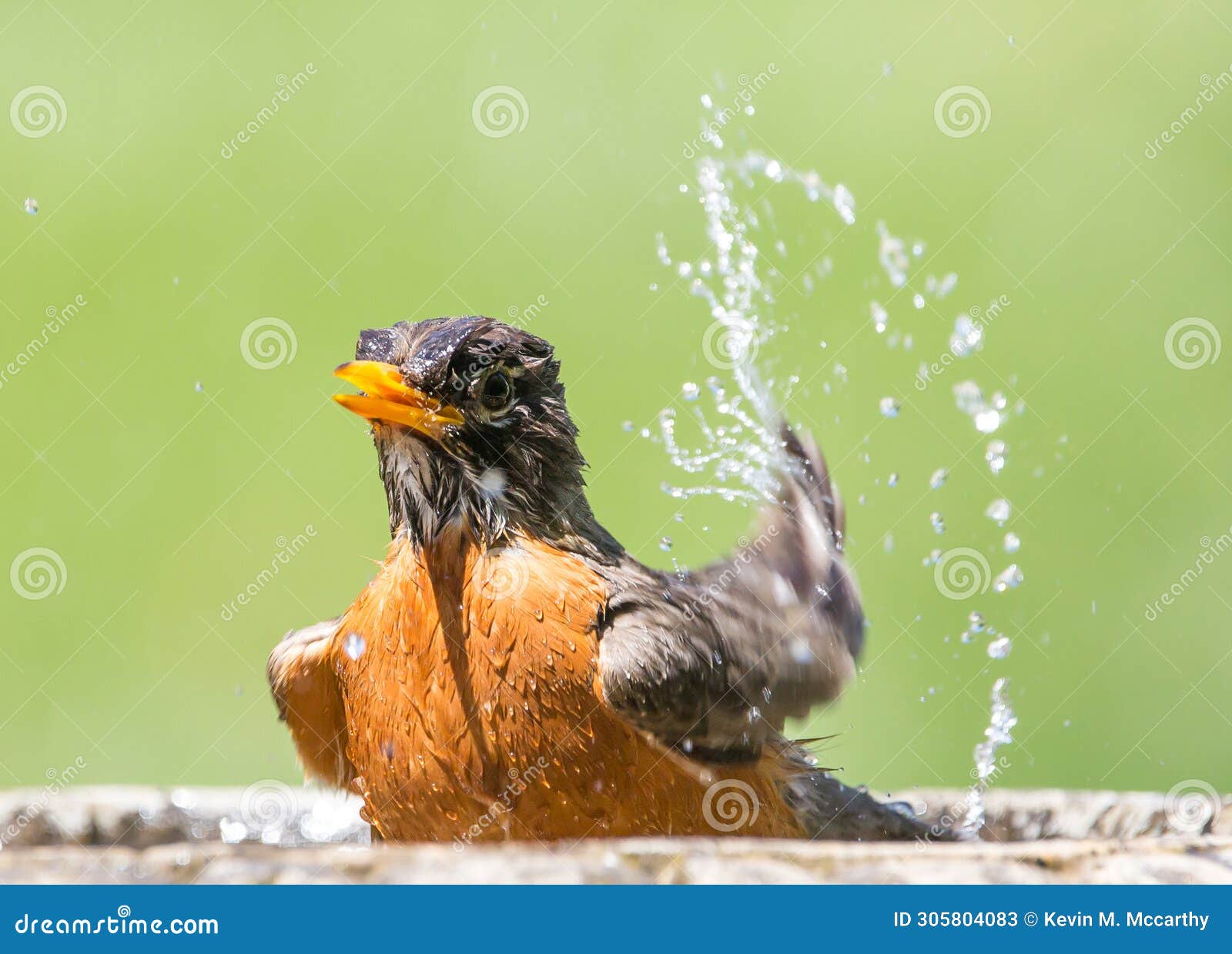 Robin Bathing in a Bird Bath Stock Image - Image of animals, colors: 305804083