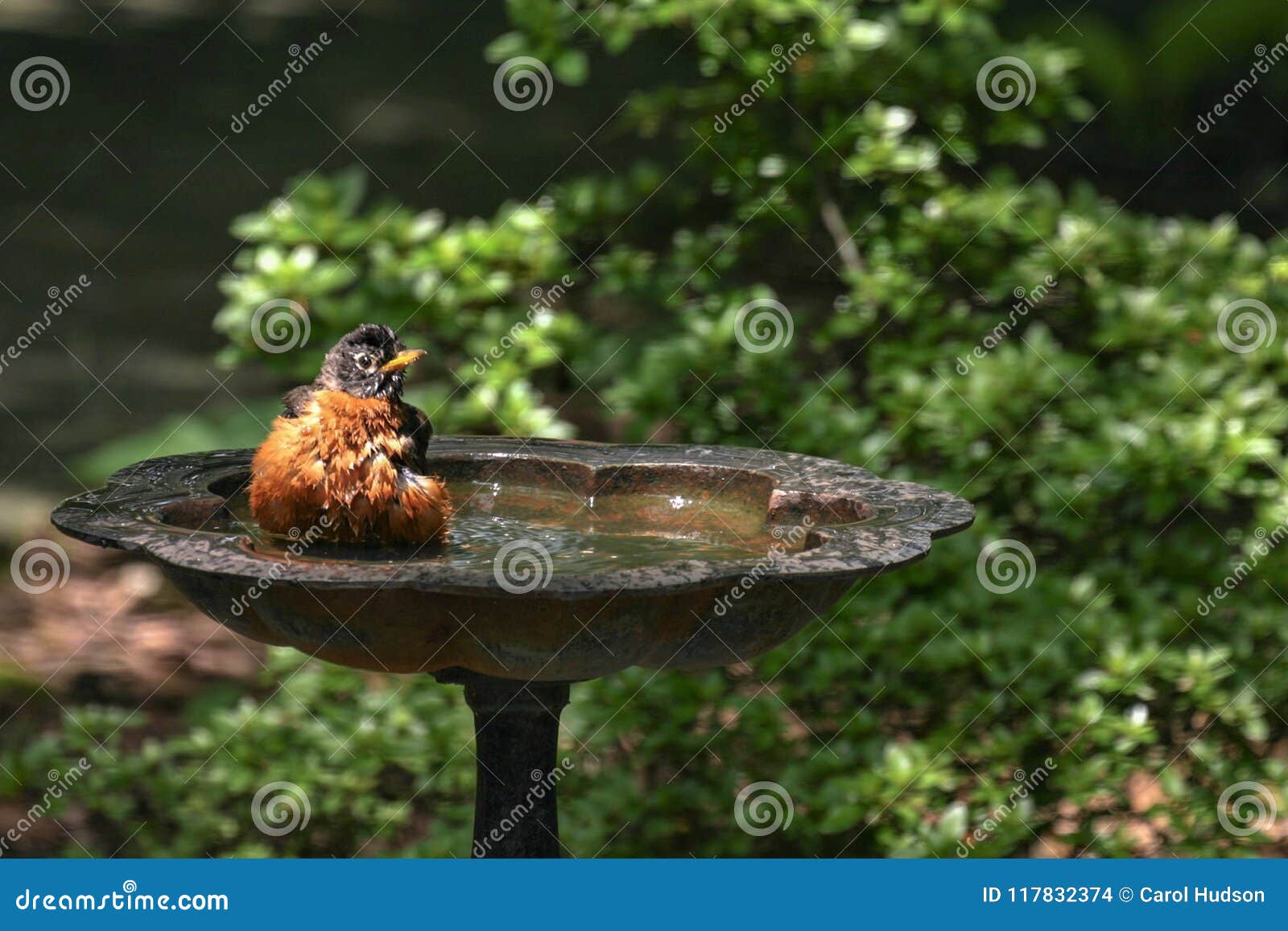 Robin Bathing in the Birdbath Stock Photo - Image of nature, energetic ...