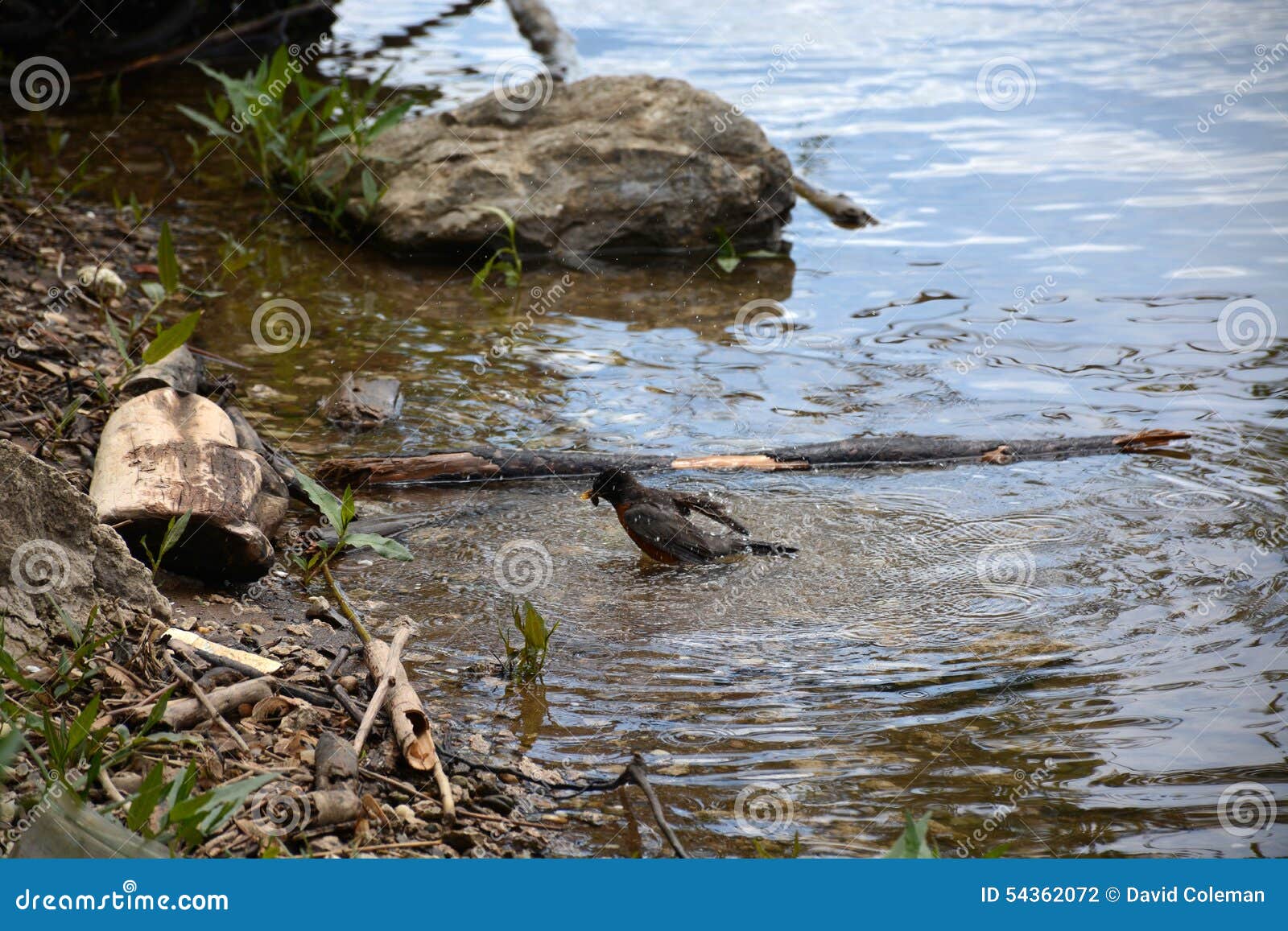Robin bathing stock photo. Image of river, wildlife, bathing - 54362072