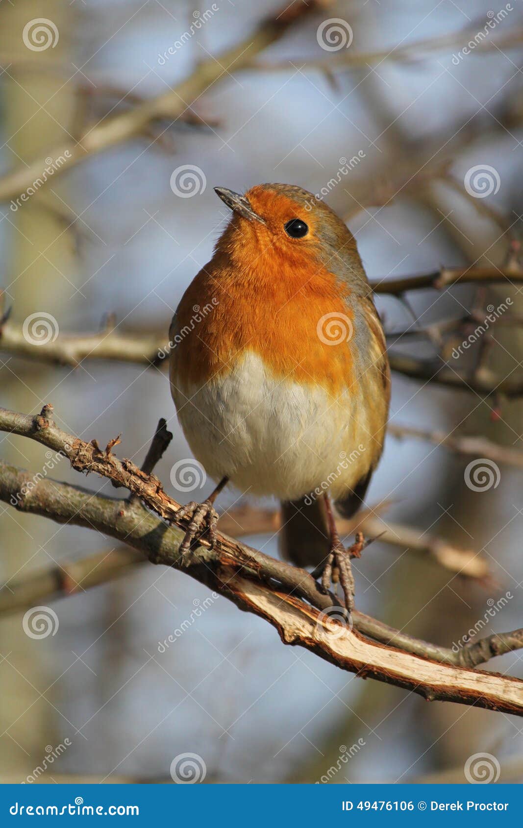 Robin stock photo. Image of branch, perch, spring, seasonal - 49476106