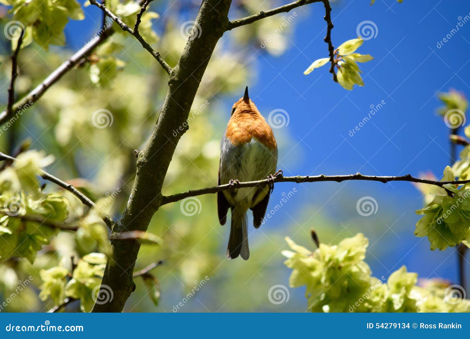 Robin from below stock photo. Image of branch, robin - 54279134