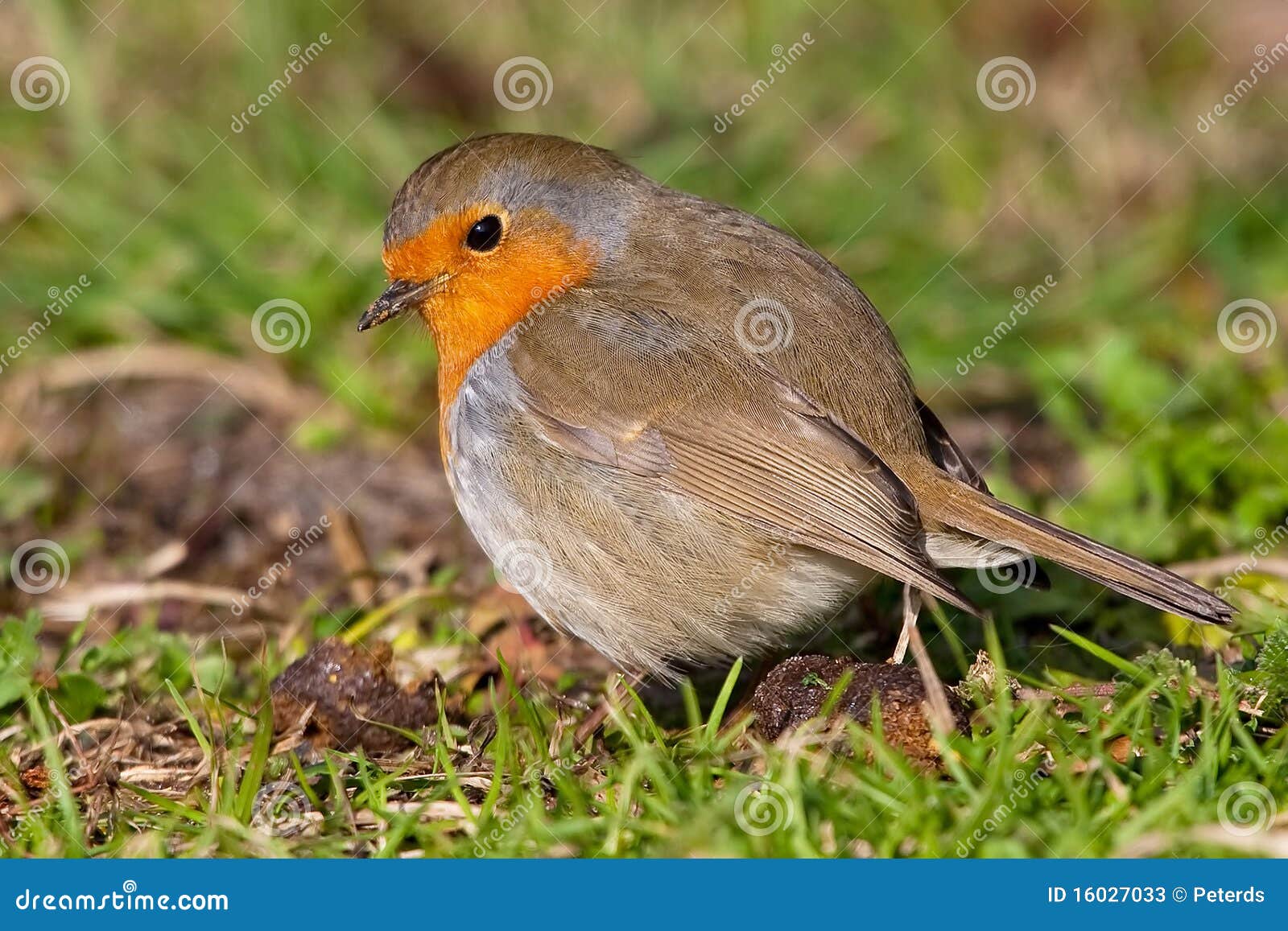 Robin Bird stock image. Image of feather, wild, wing - 16027033