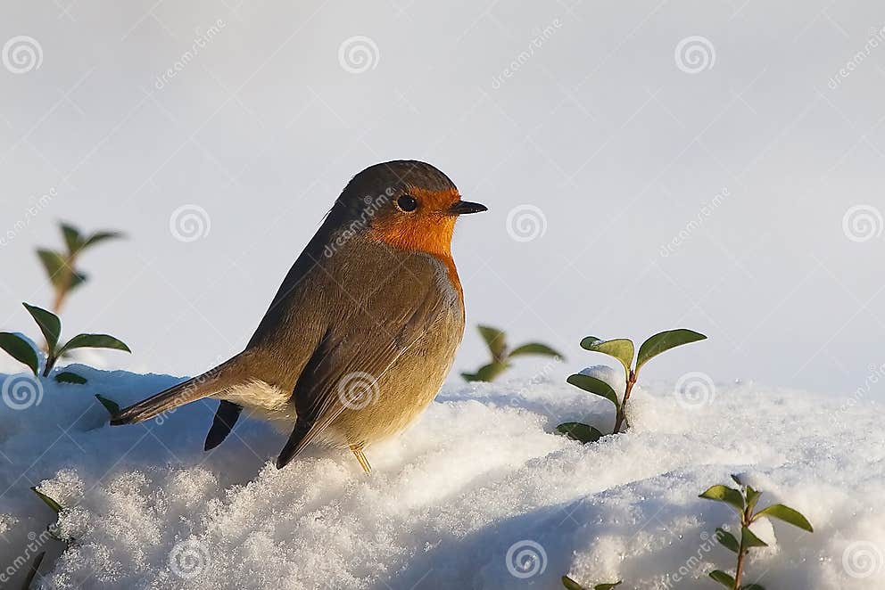 Robin Bird stock photo. Image of wing, forests, wildlife - 16027040