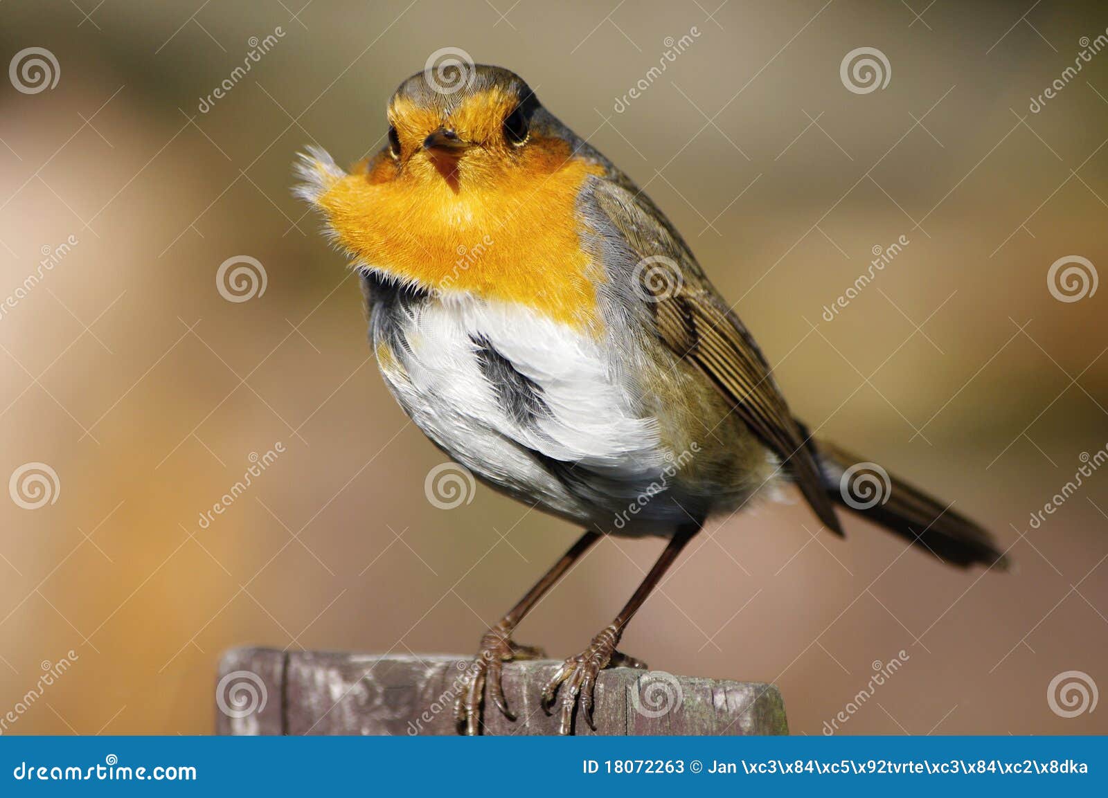 Robin bird stock image. Image of animal, brown, feeding - 18072263