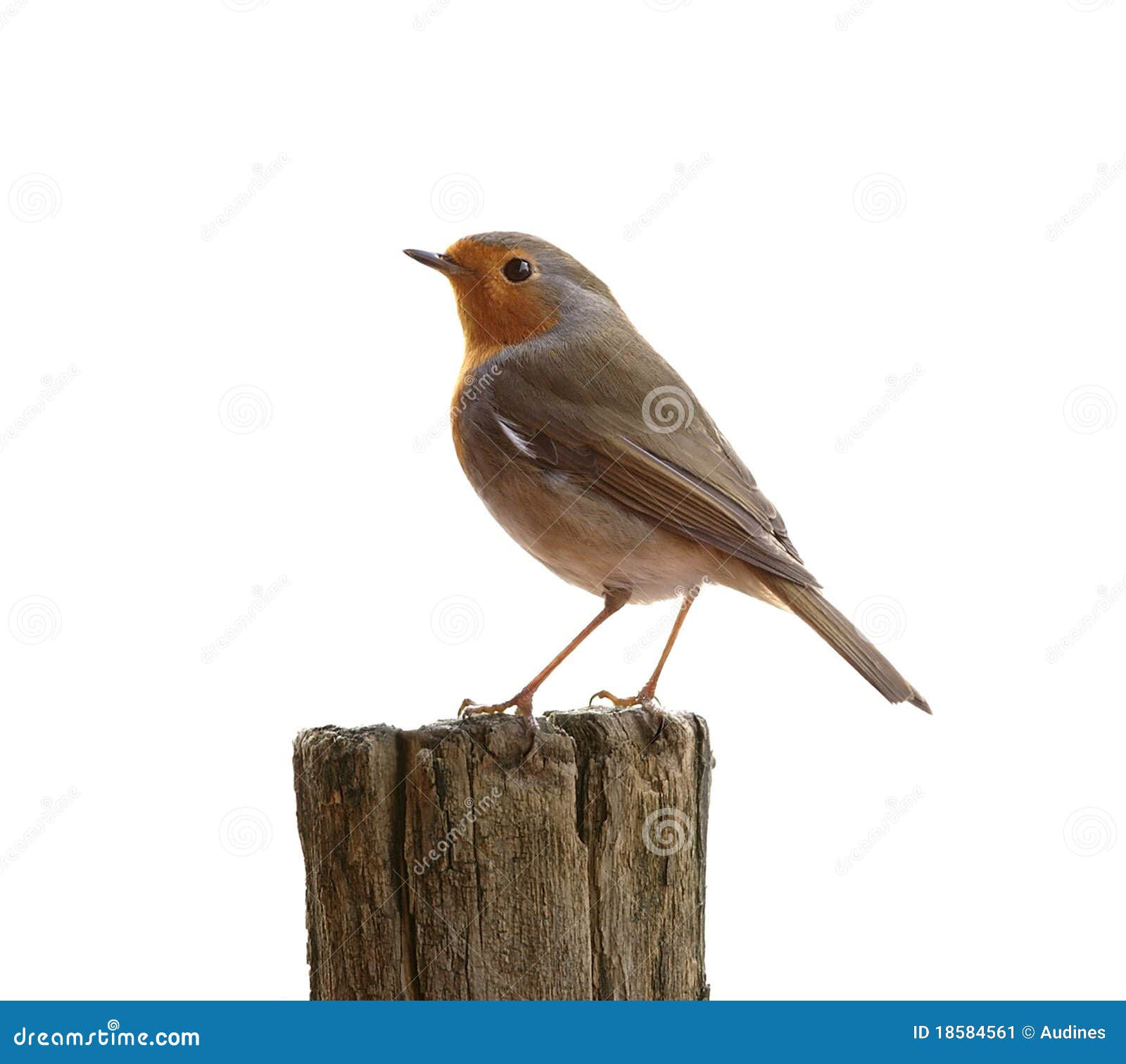 Robin Bird Stock Photo | CartoonDealer.com #19521990