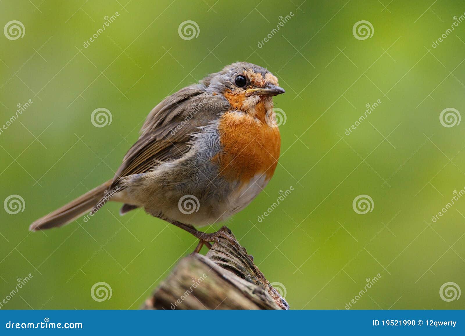 Robin Bird Stock Photo | CartoonDealer.com #19521990